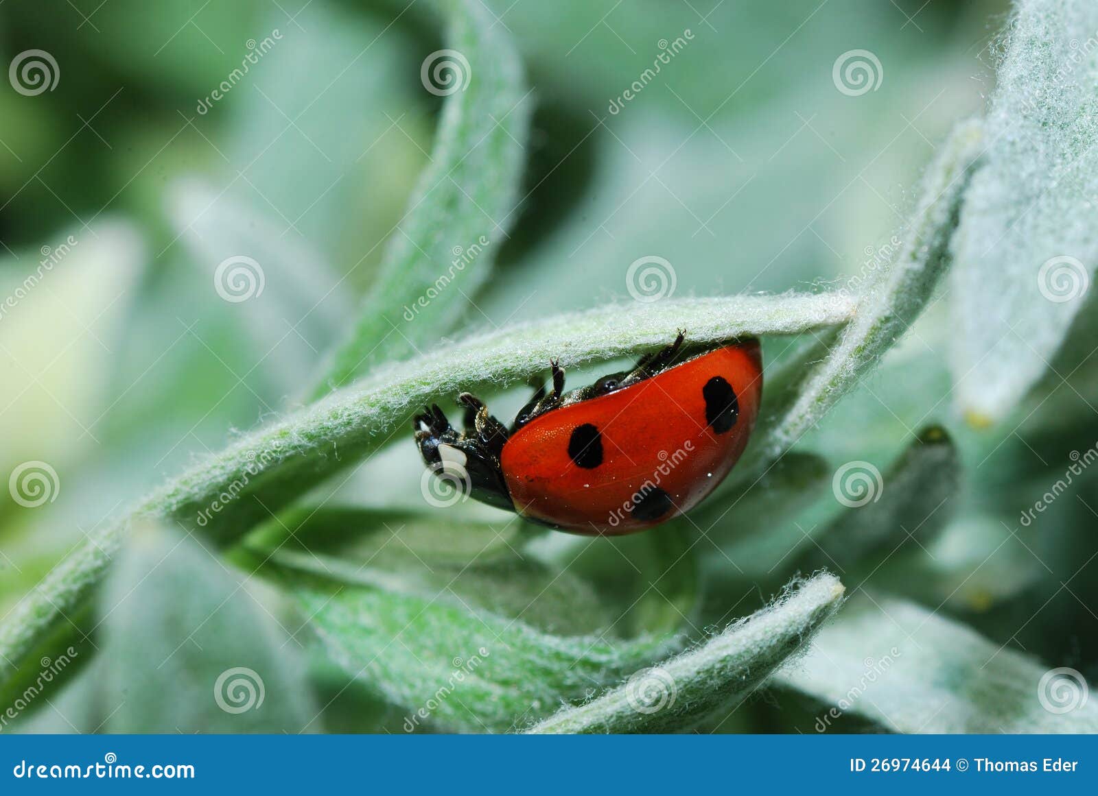 Ladybug Upside Down On Leaves Stock Image | CartoonDealer.com #122659009