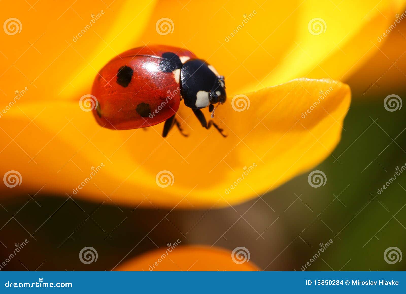 Ladybug on crocus stock photo. Image of macro, beetle - 13850284