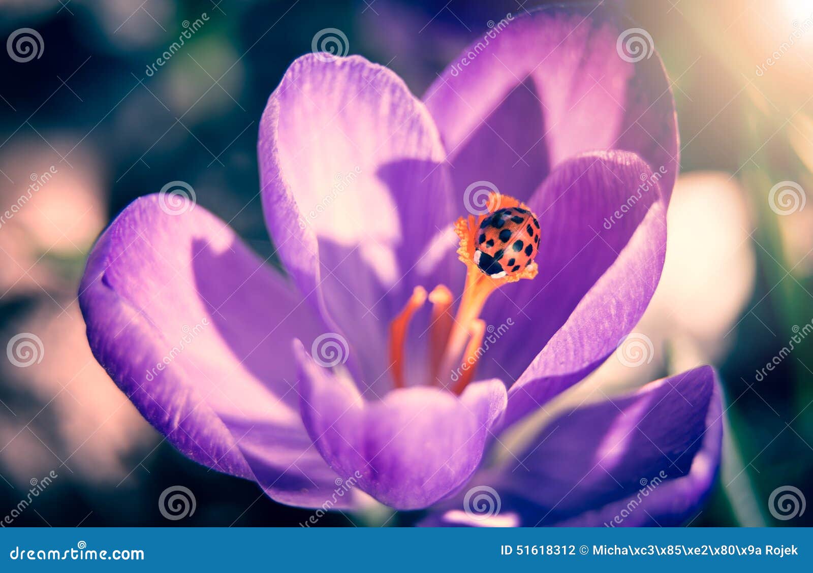 Ladybug on crocus flower stock photo. Image of cute, crocus - 51618312