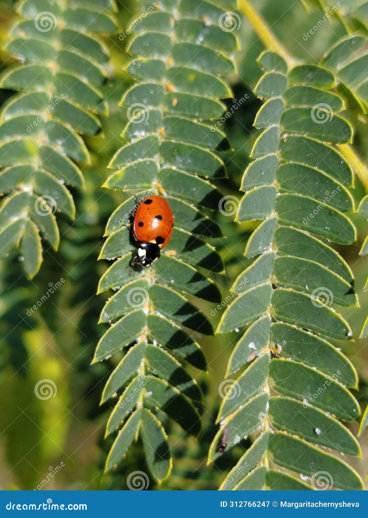 Ladybug, a Cute Beauty on a Tree Branch Stock Image - Image of cute ...