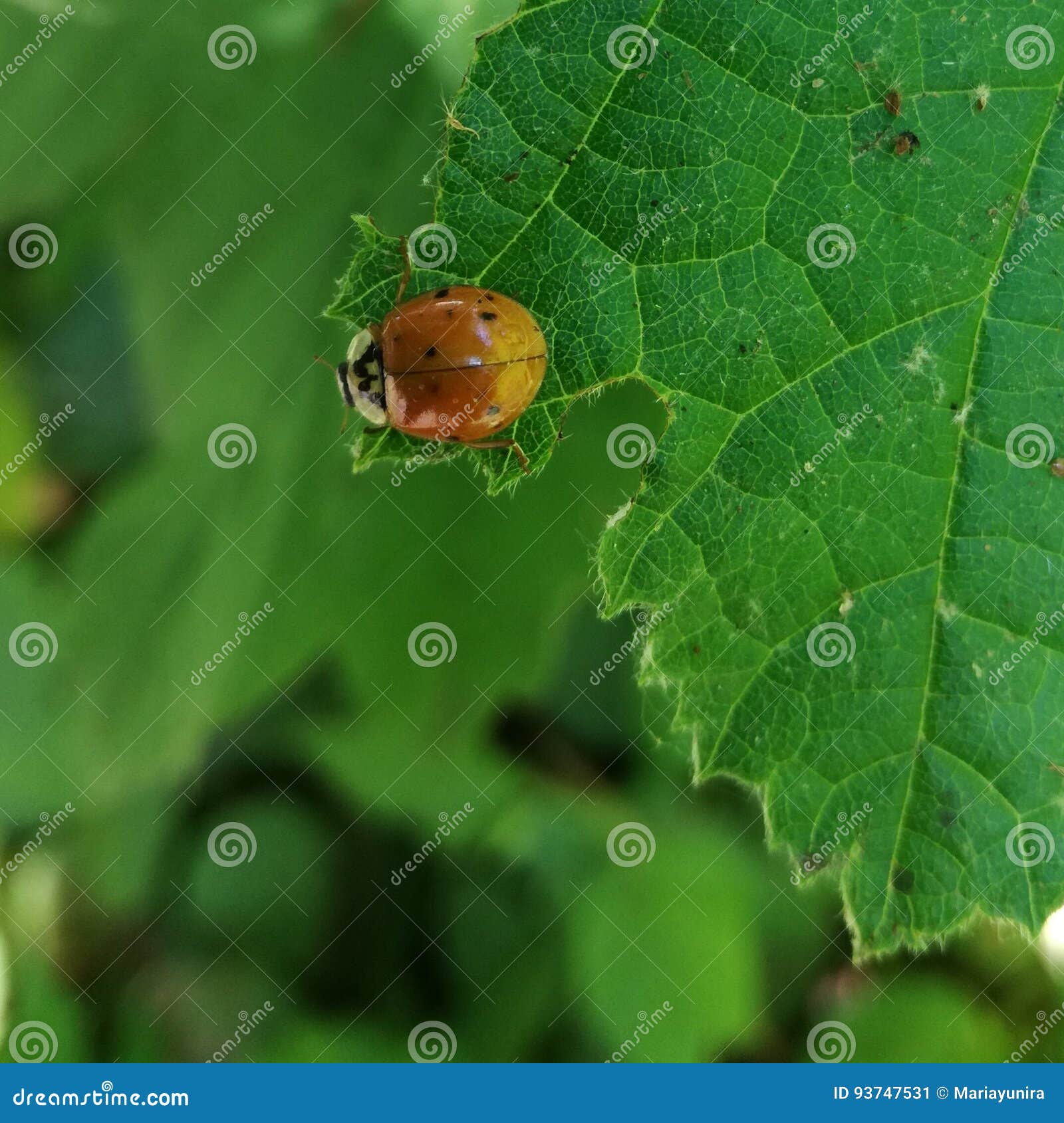 Ladybug stock image. Image of spring, leaves, cute, time - 93747531