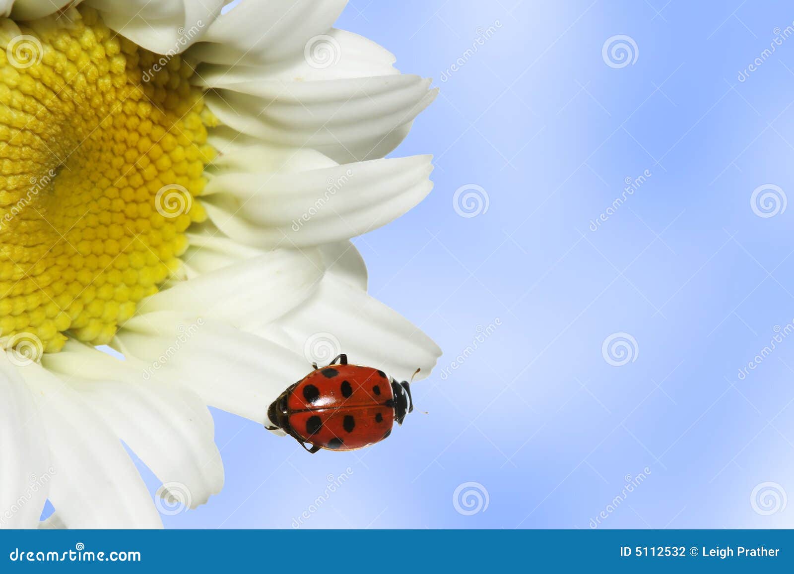 Ladybug on daisy stock photo. Image of close, botany, empty - 5112532