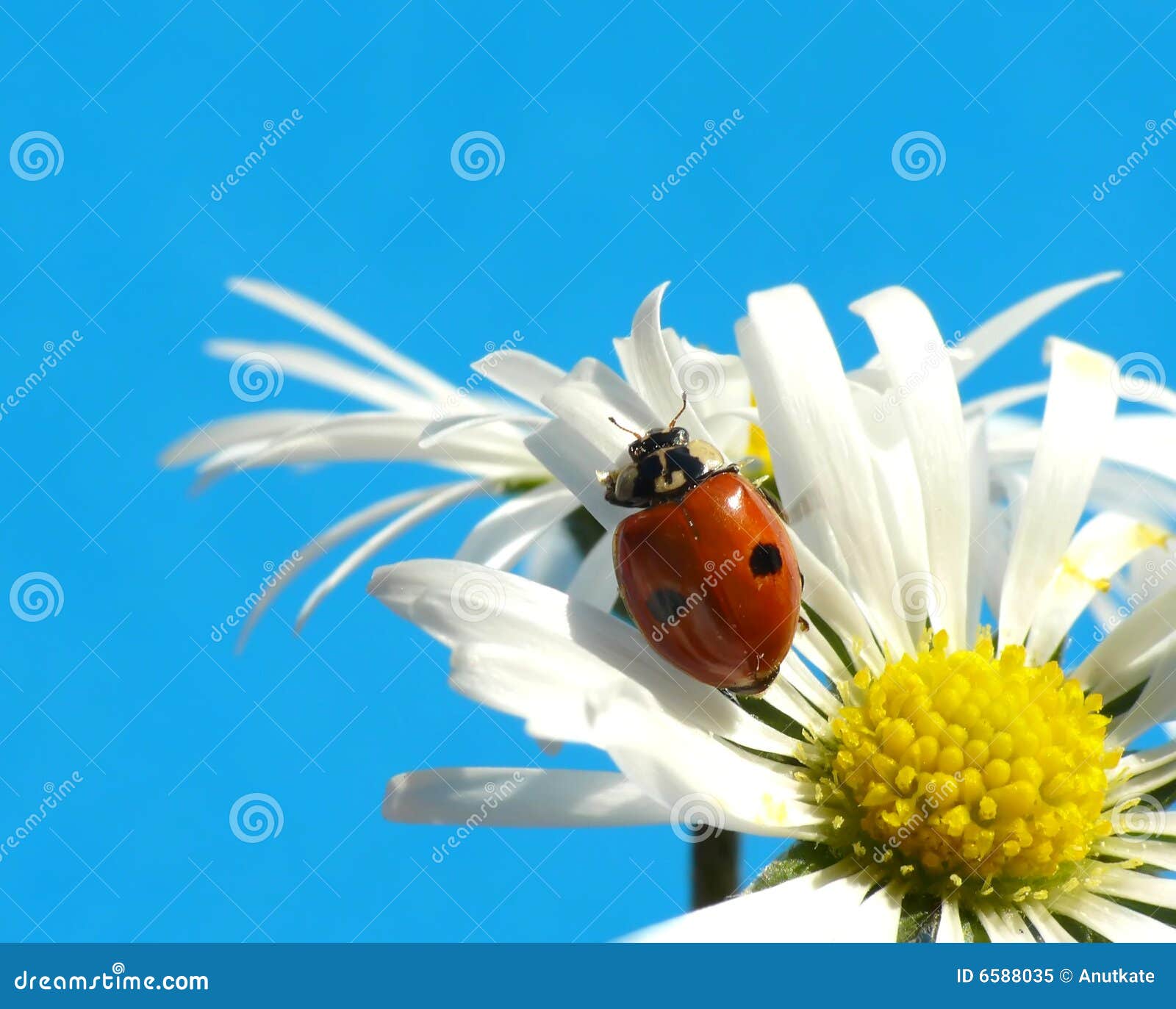 Ladybug on daisy stock image. Image of insect, flower - 6588035