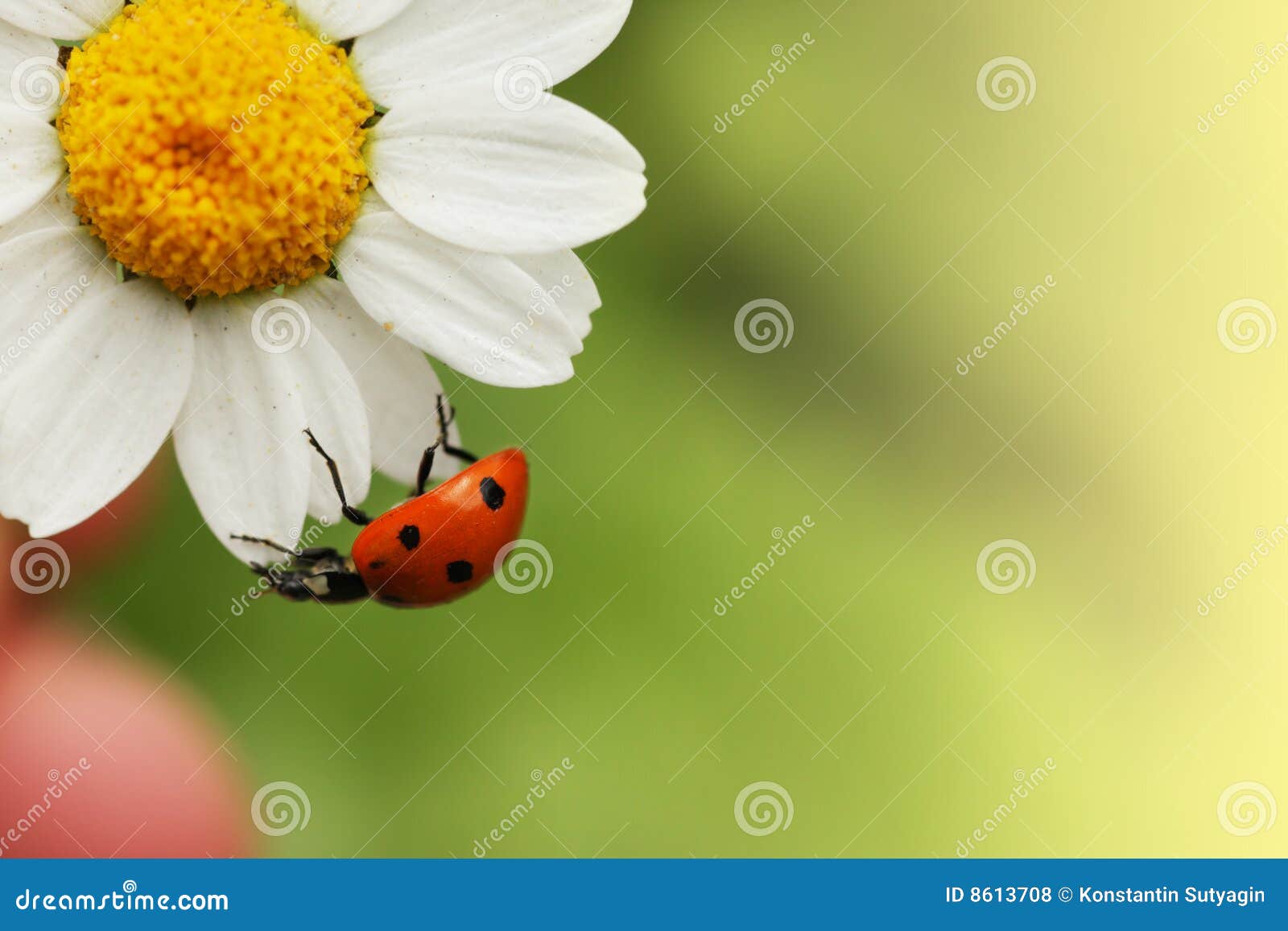 Ladybug on daisy stock photo. Image of environmental, blooming - 8613708