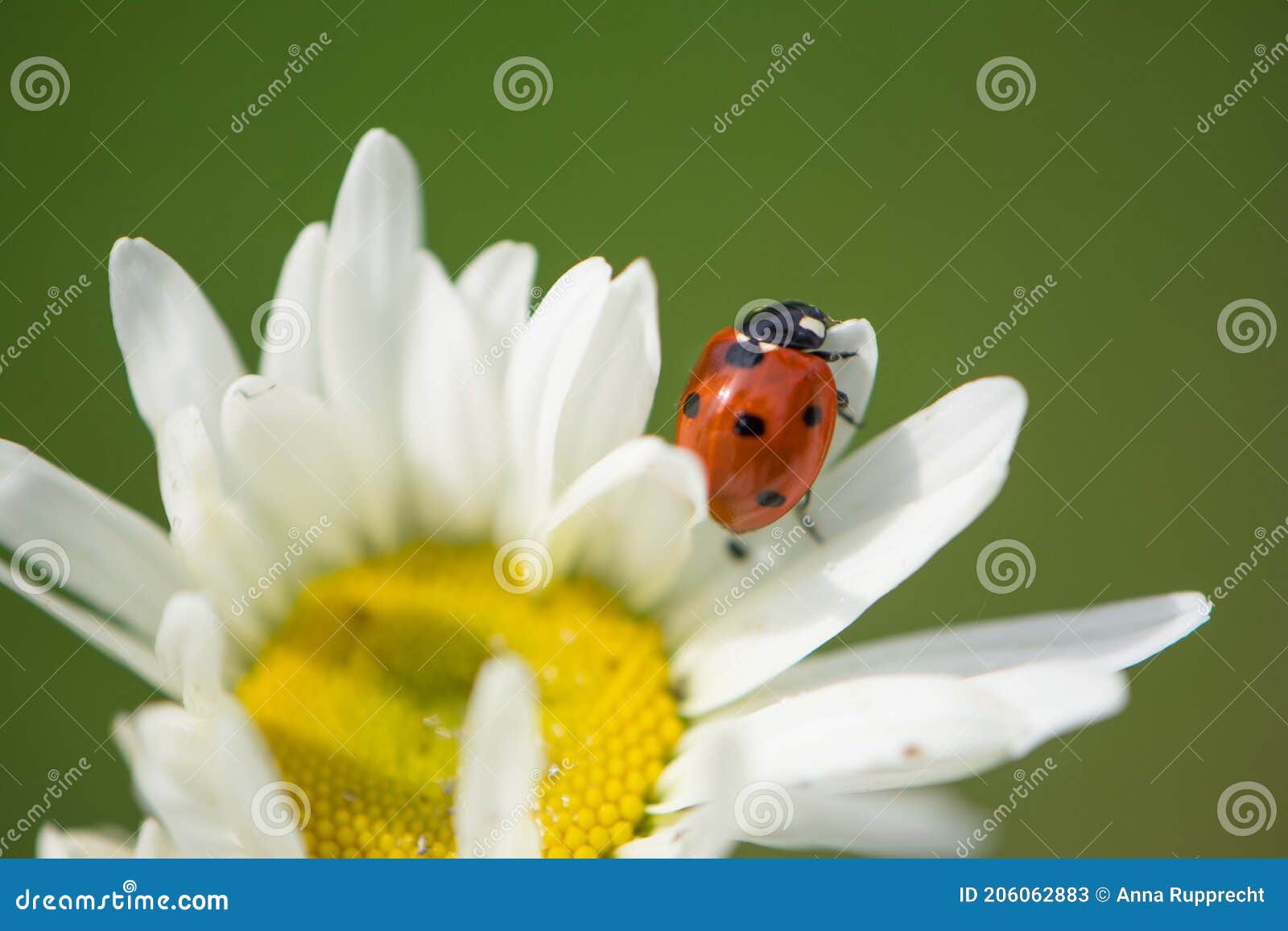 Ladybug on a daisy stock image. Image of petal, detail - 206062883