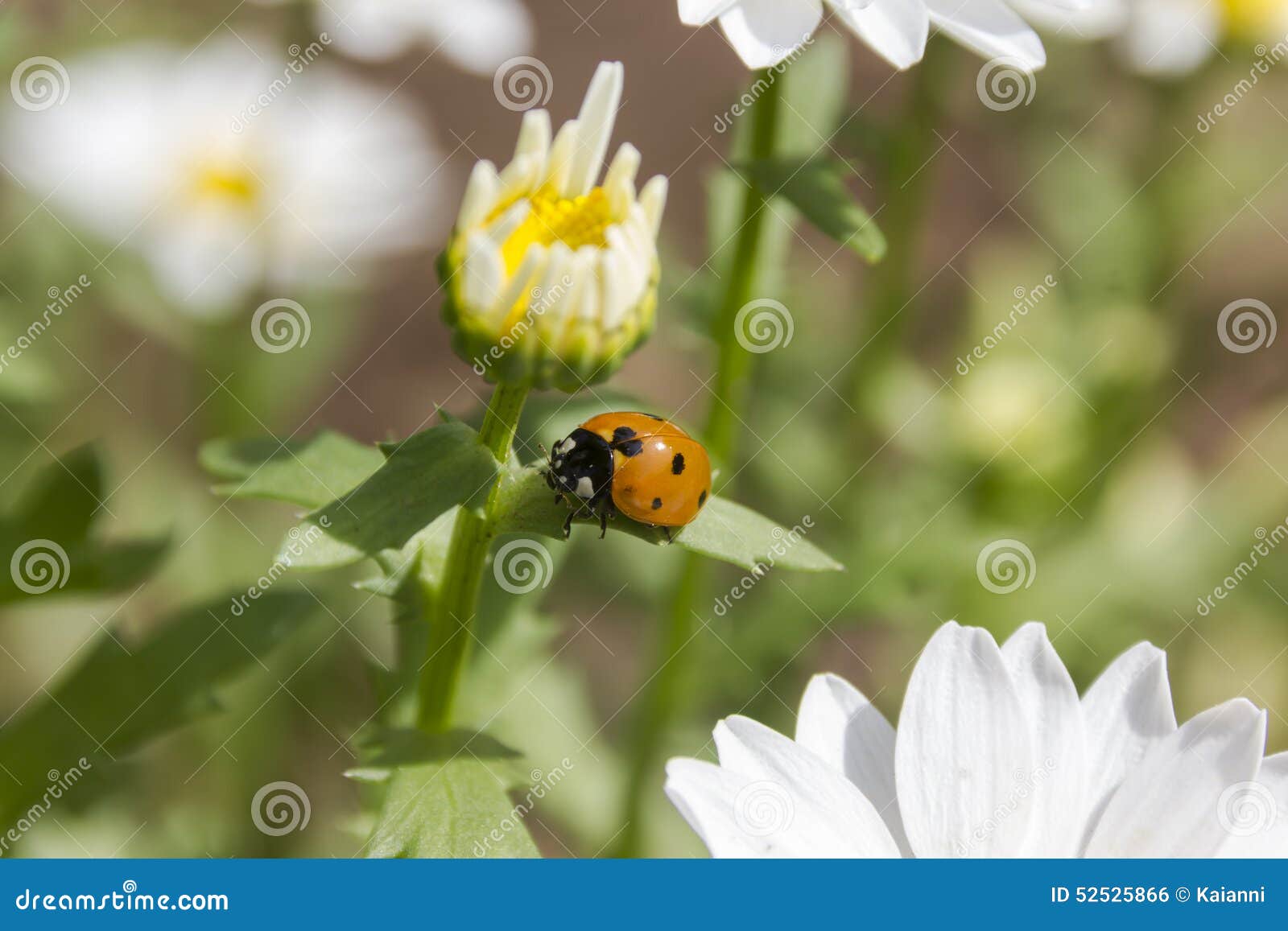 Ladybug on a Daisy Bud Leaf Stock Photo - Image of pest, daisy: 52525866