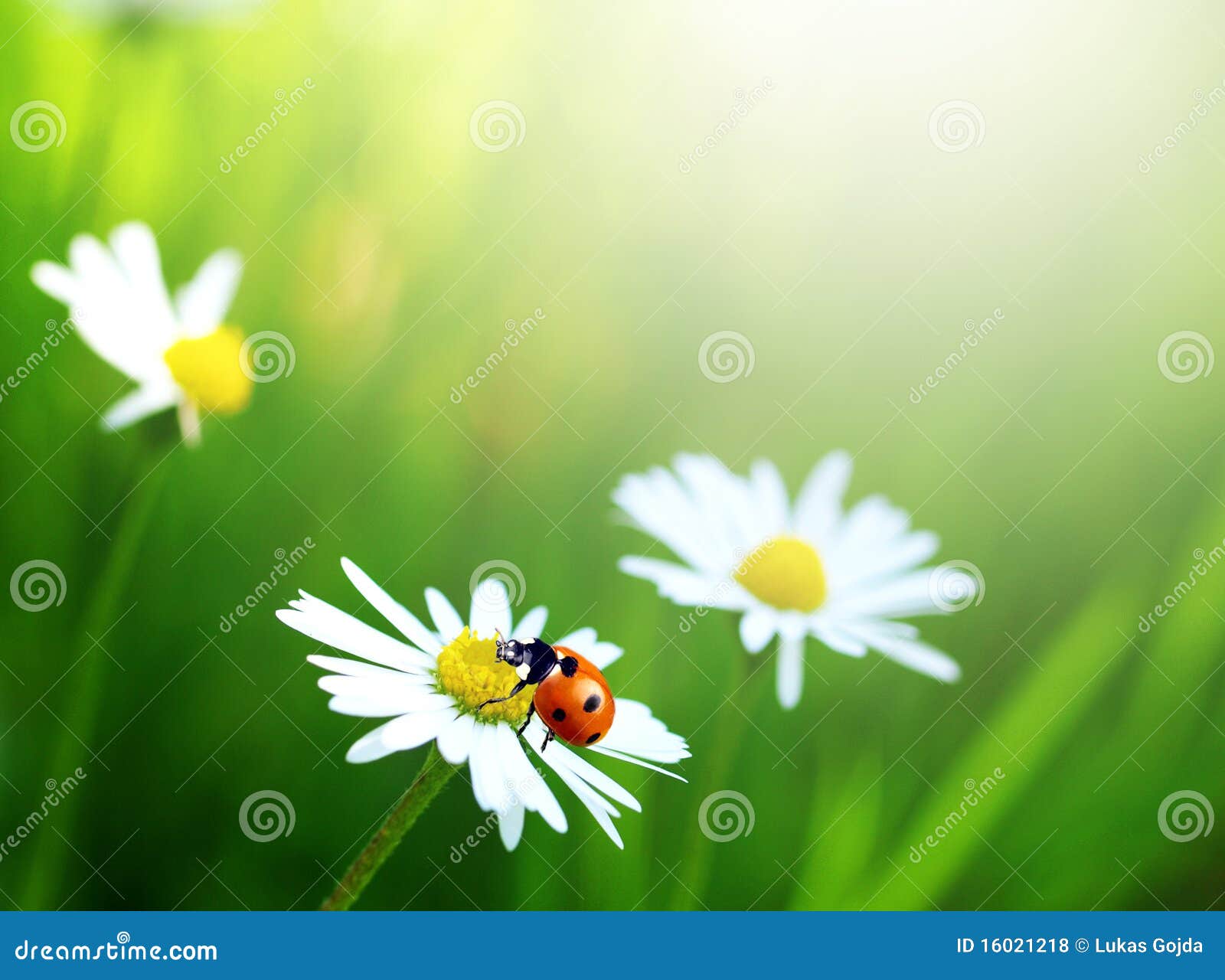 Ladybug on a daisy flower stock photo. Image of beetle - 16021218