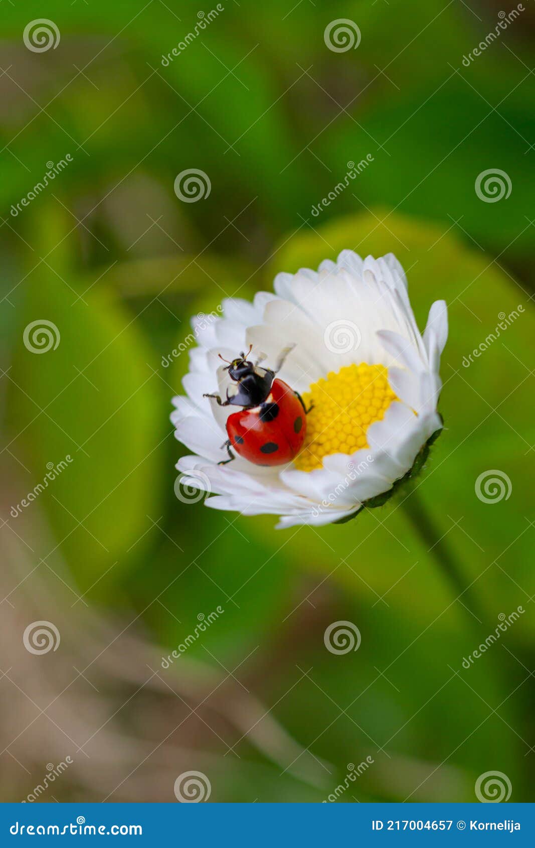 Ladybug on daisy flower stock image. Image of yellow - 217004657
