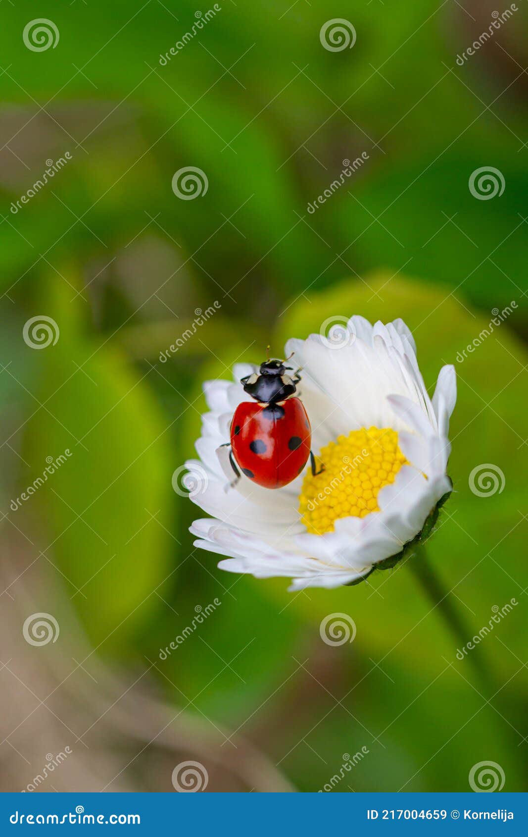 Ladybug on daisy flower stock image. Image of yellow - 217004659