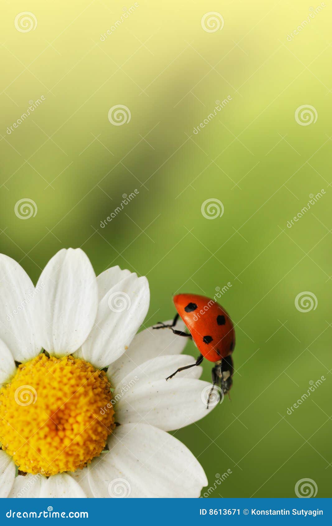 Ladybug On A Daisy Flower Royalty-Free Stock Photography ...