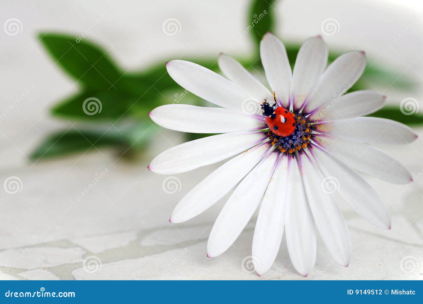 Ladybug on daisy flower stock photo. Image of black, fresh - 9149512