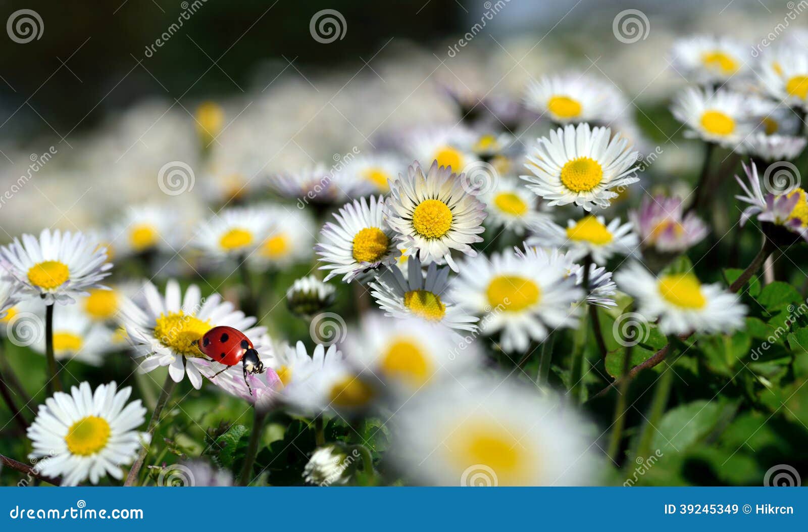 Ladybug on daisy flower stock image. Image of insects - 39245349