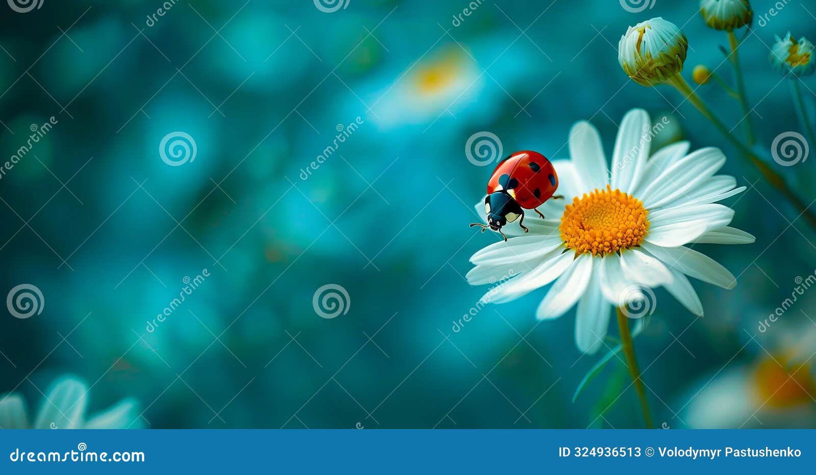 Ladybug on a daisy flower stock image. Image of insect - 324936513