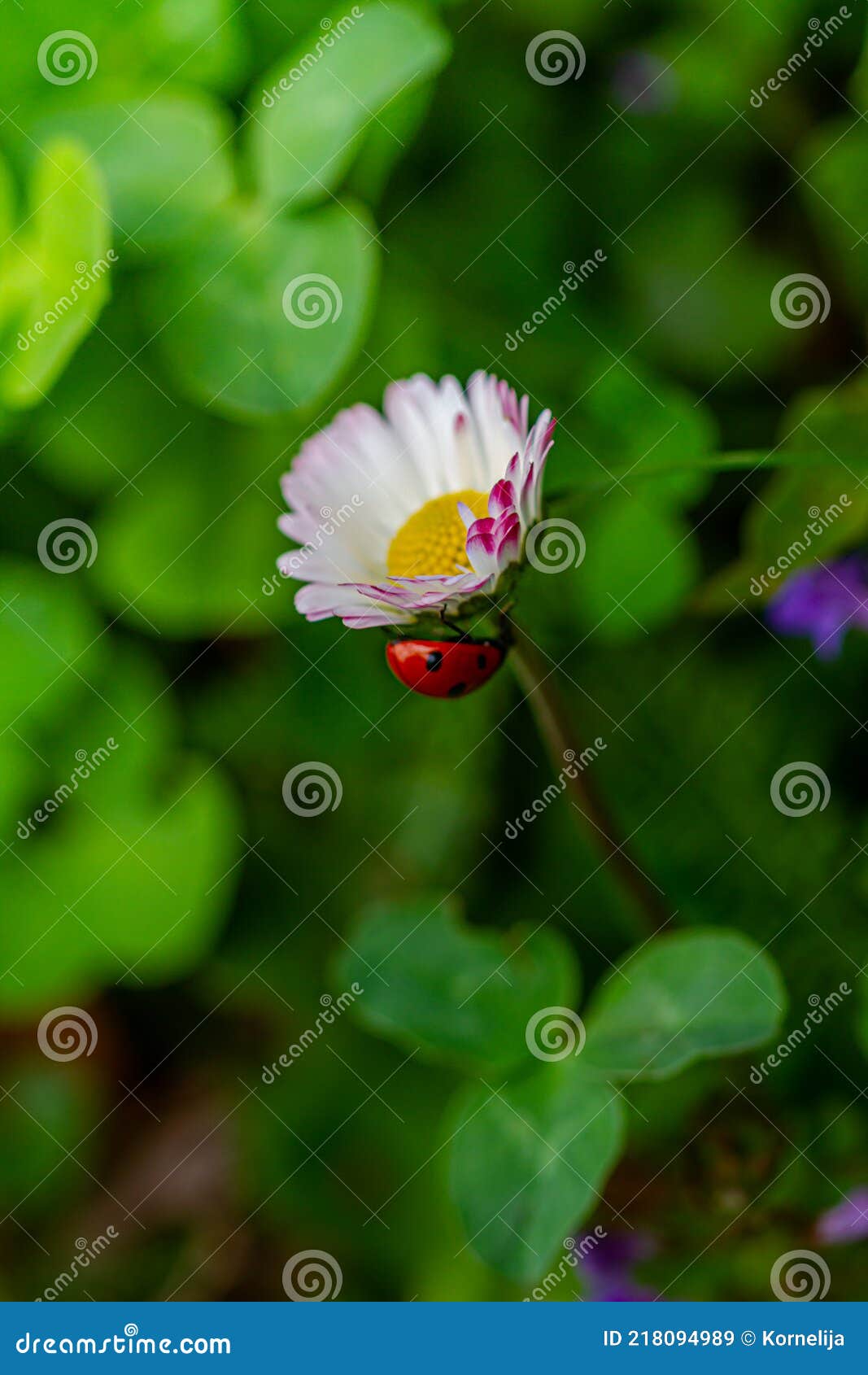 Ladybug on the Daisy Flower Stock Image - Image of chamomile, green ...