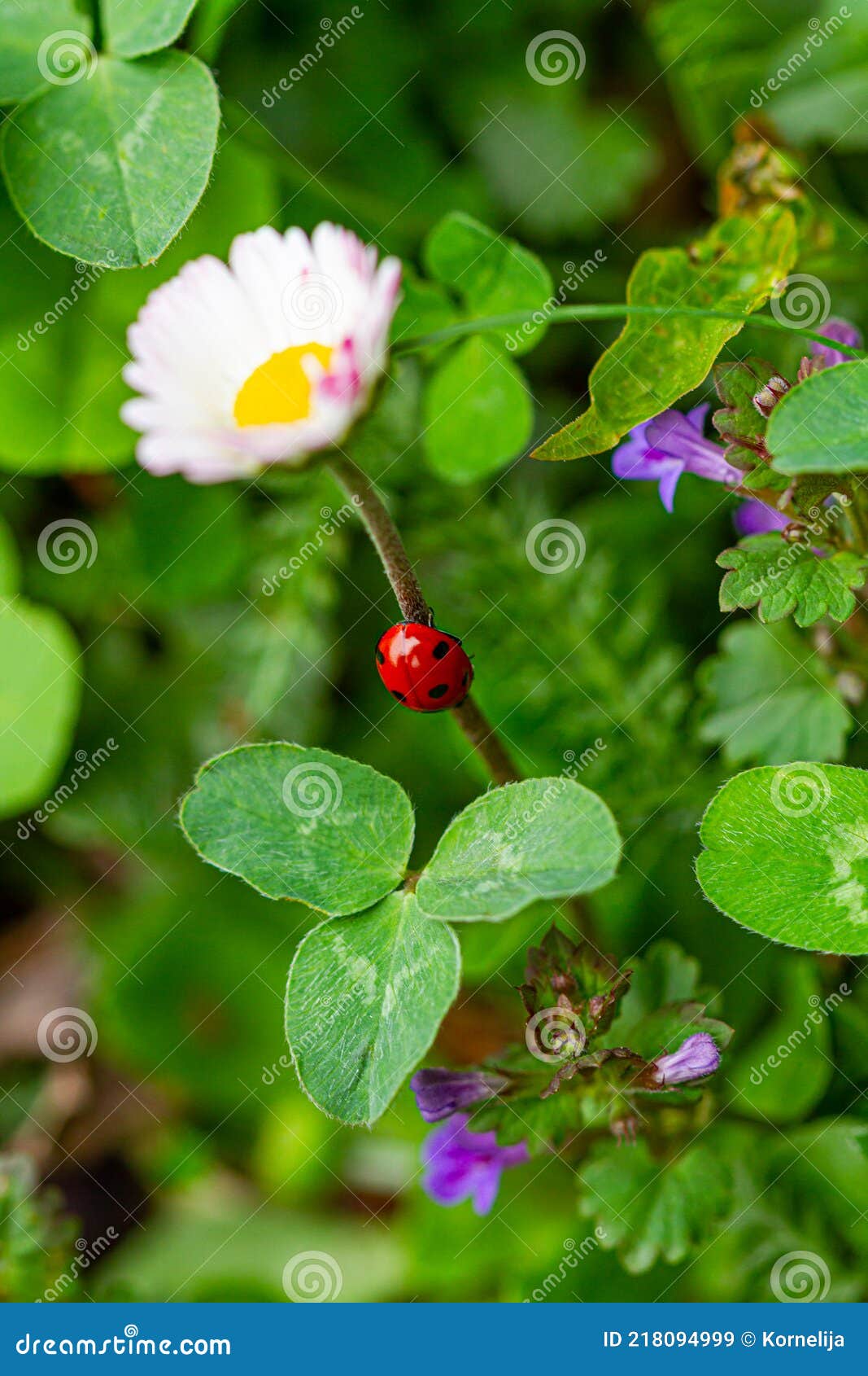 Ladybug on the Daisy Flower Stock Image - Image of flora, summer: 218094999
