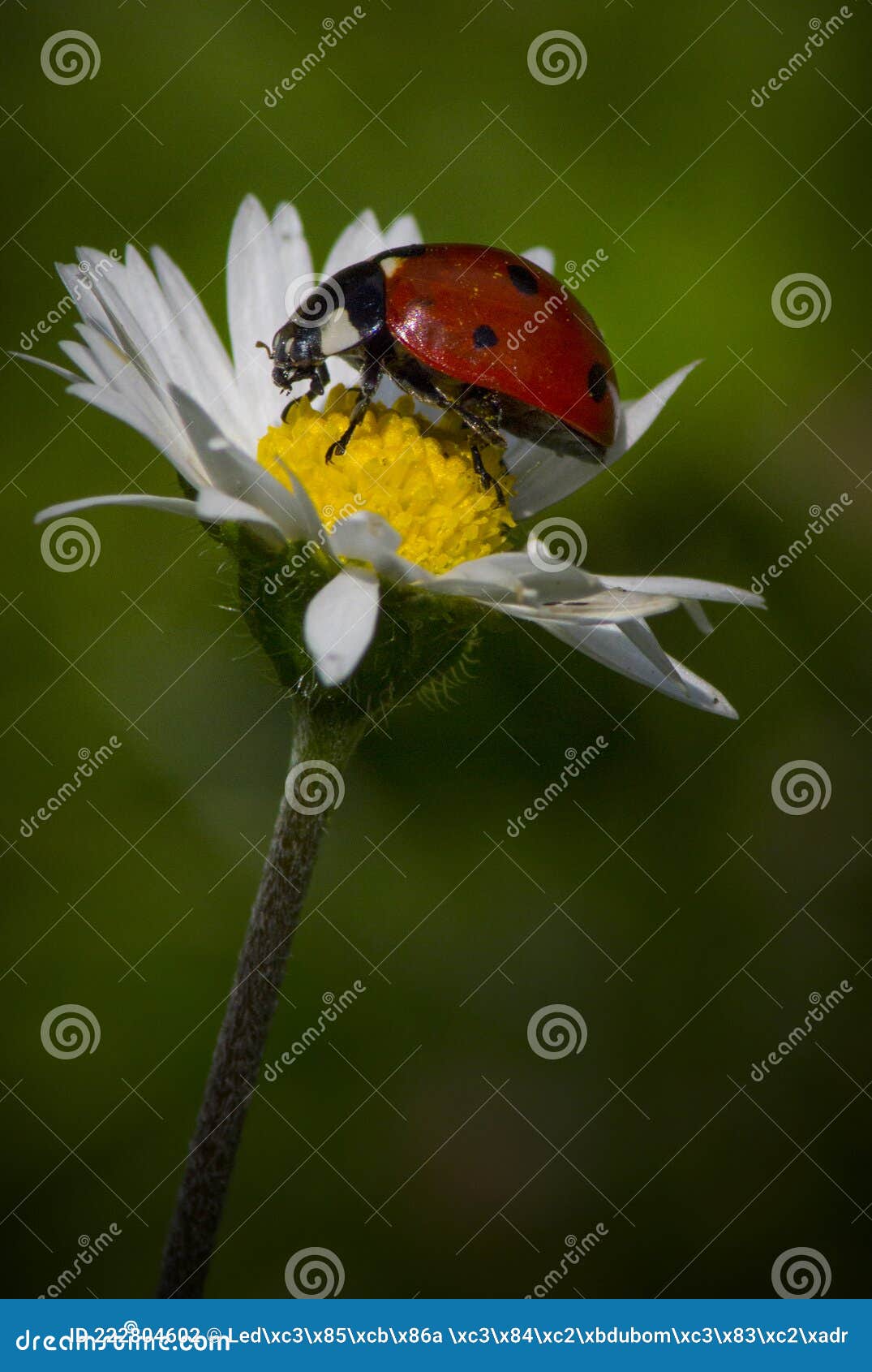 Ladybug on a daisy flower stock photo. Image of pollen - 222804602