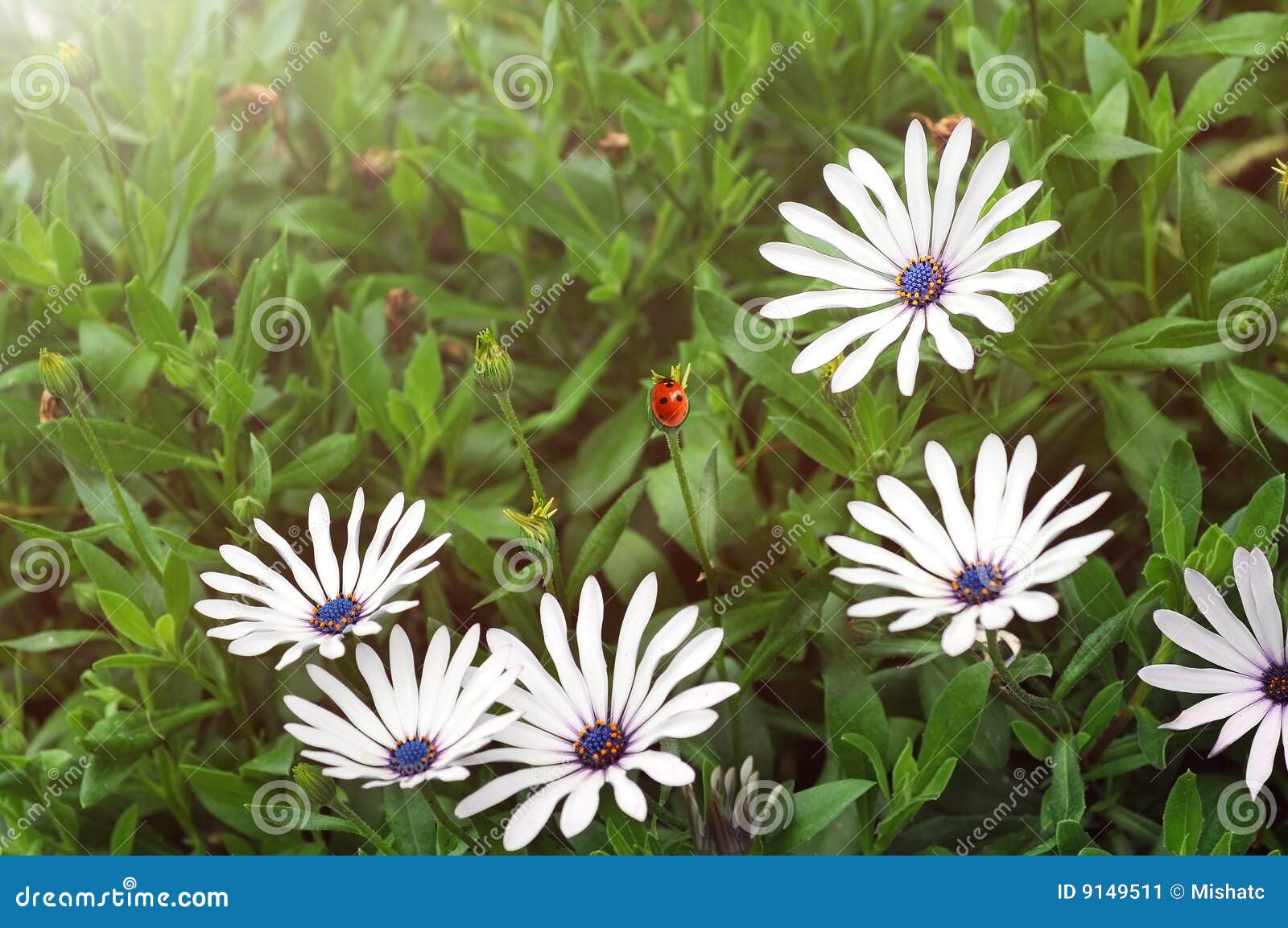 Ladybug on daisy flowers stock image. Image of close, bright - 9149511