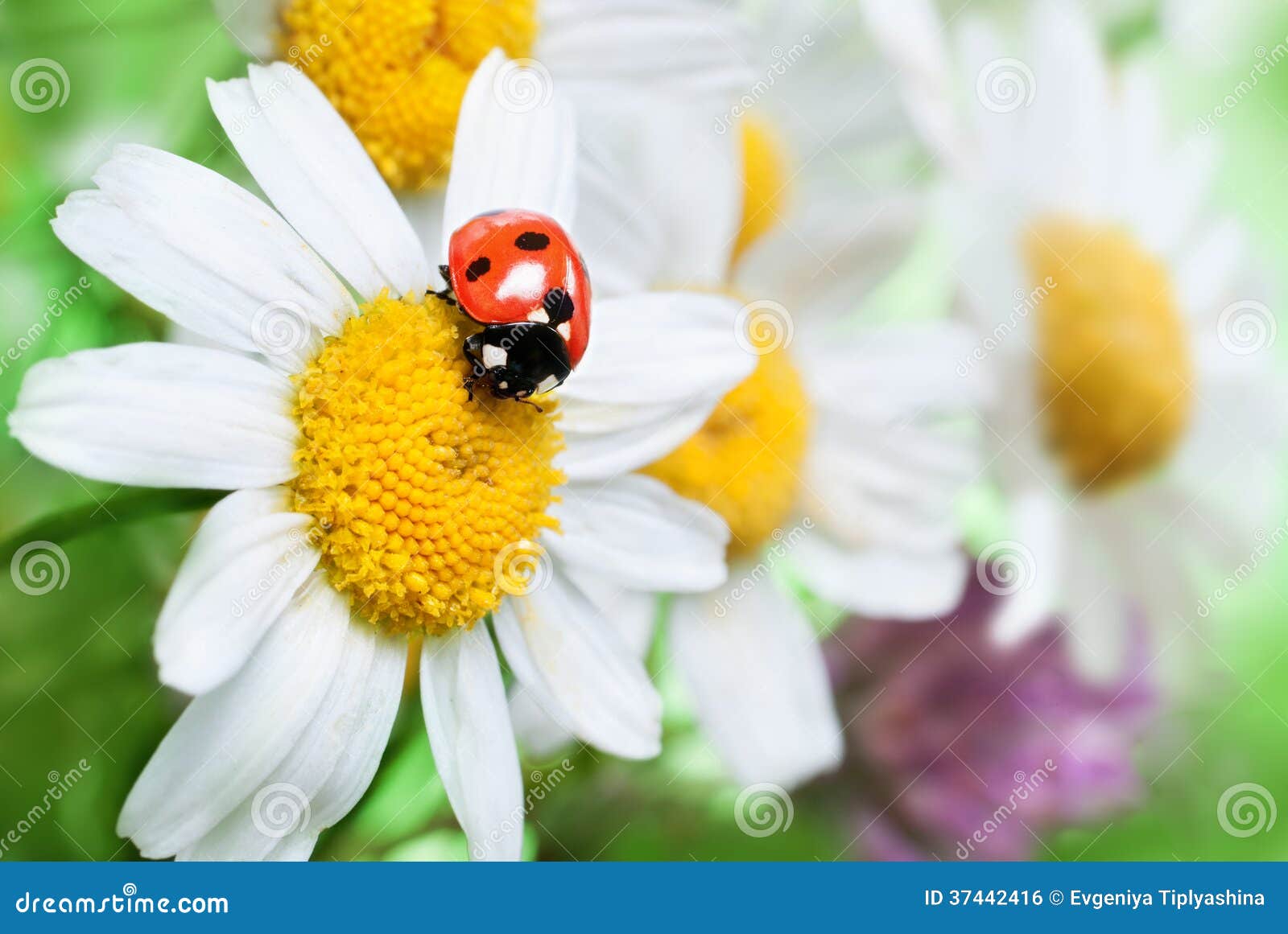 Ladybug on daisy stock photo. Image of ornamental, camomile - 37442416
