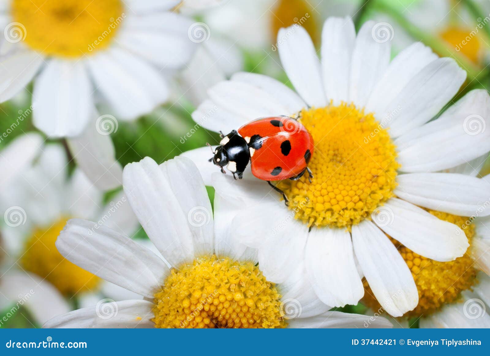 Ladybug on daisy stock image. Image of blossom, macro - 37442421