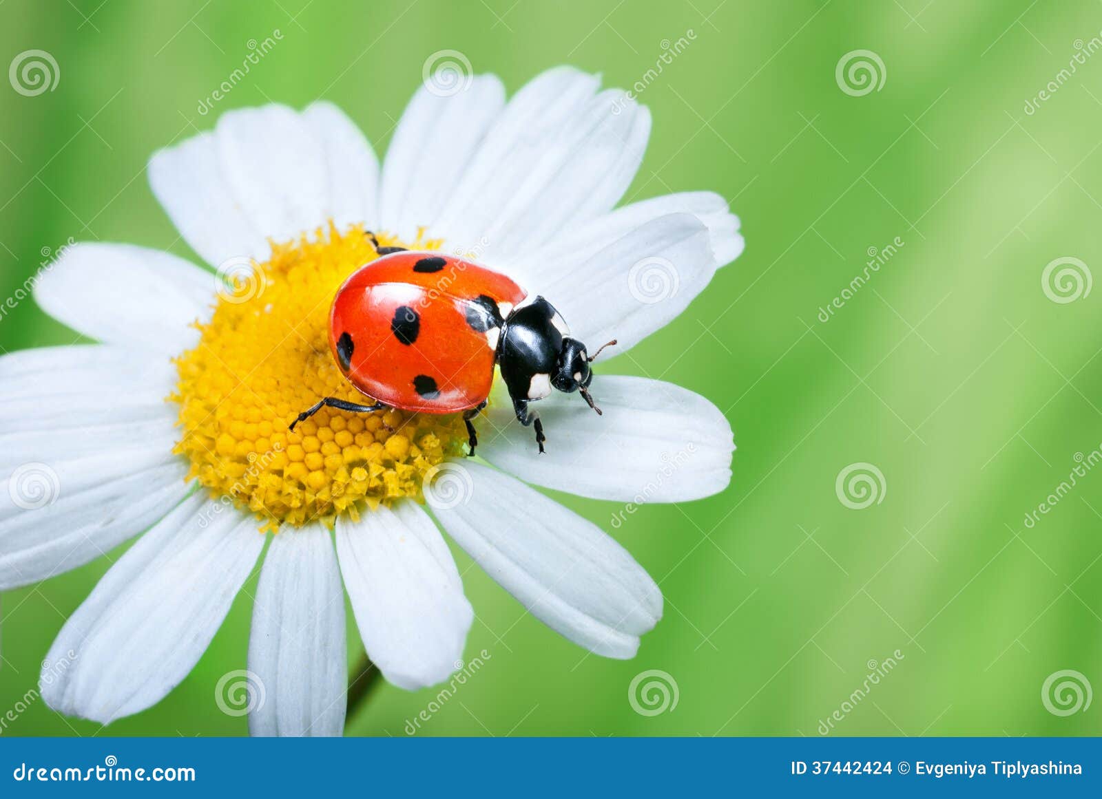 Ladybug on daisy stock photo. Image of colored, nature - 37442424