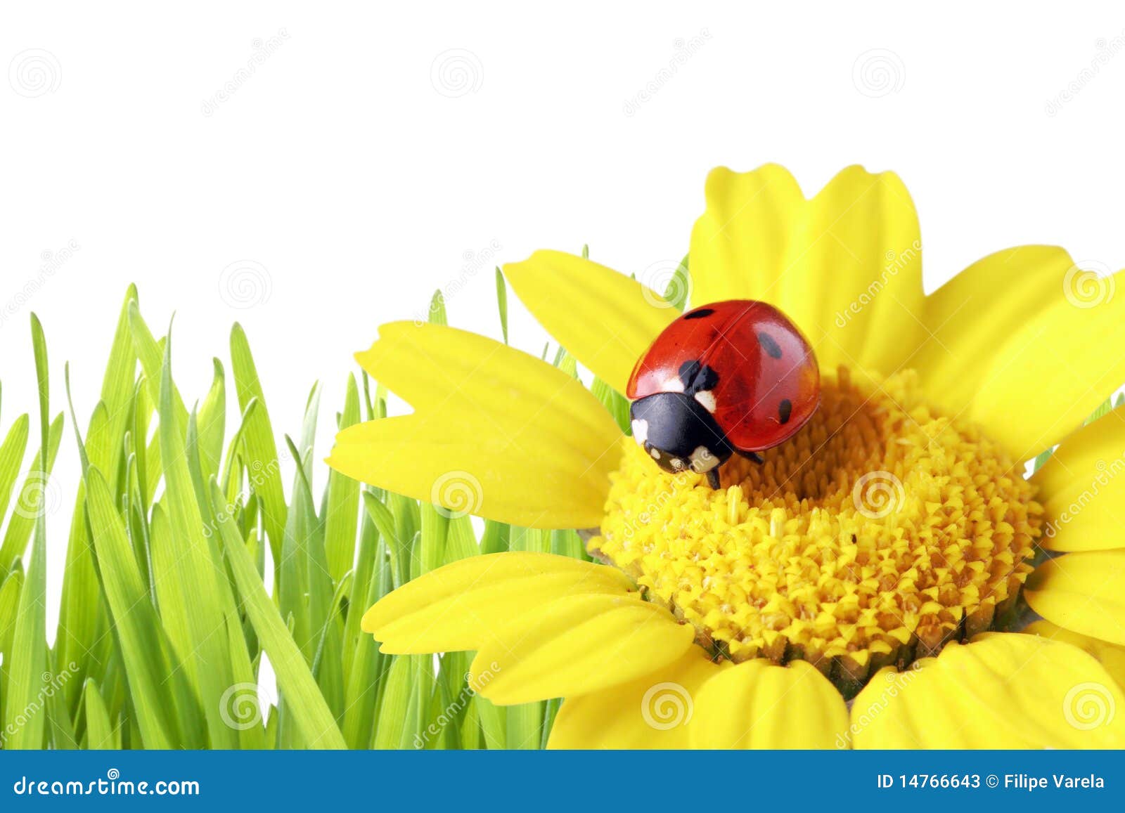 Ladybug in a Daisy with Grass As Background Stock Image - Image of ...