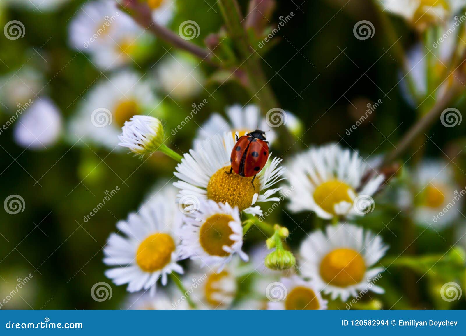 Ladybug on a daisy stock photo. Image of beautiful, ladybird - 120582994