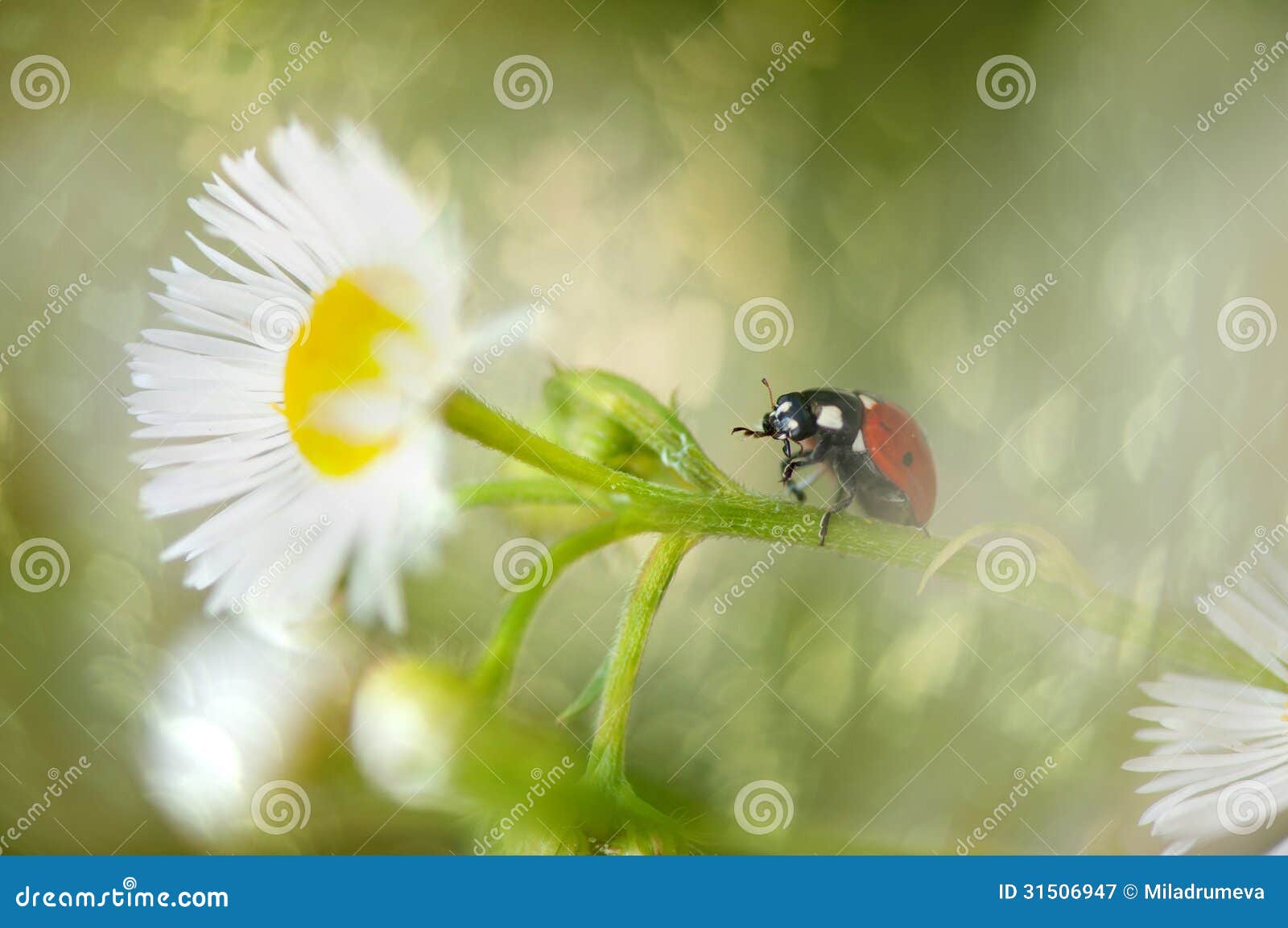 Ladybug on a daisy stock image. Image of flower, world - 31506947