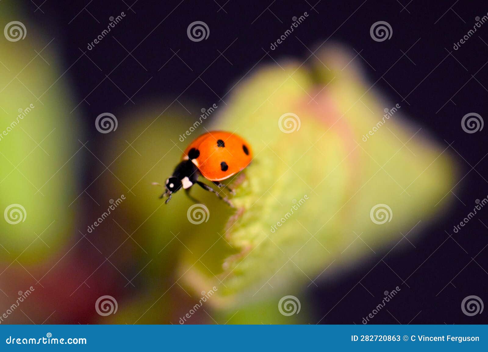 Ladybug with Purple Deadnettle Flowers 01 Stock Image - Image of ...