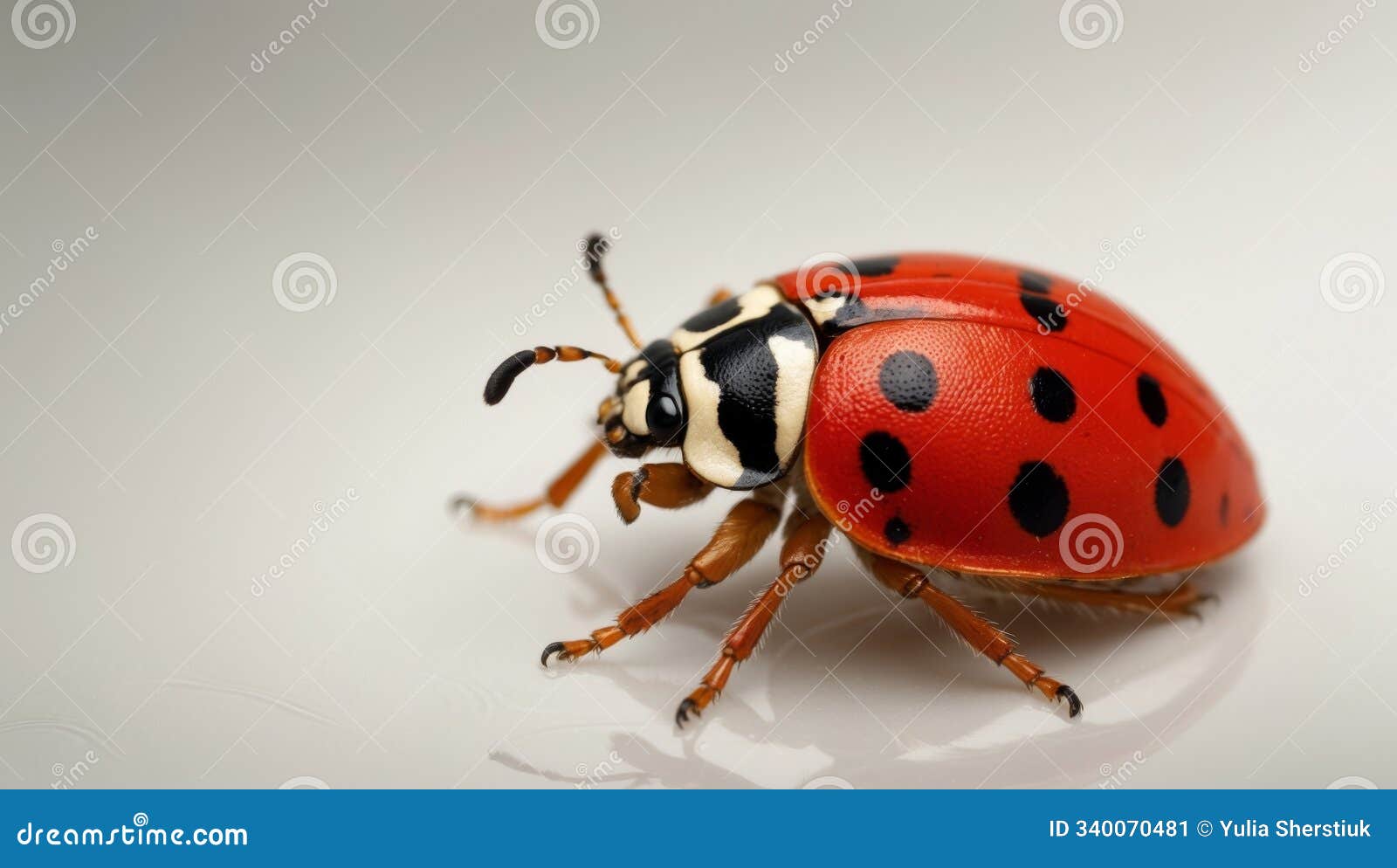 A Ladybug Depicting Black Dots on Its Red Exoskeleton and a Red Spot ...