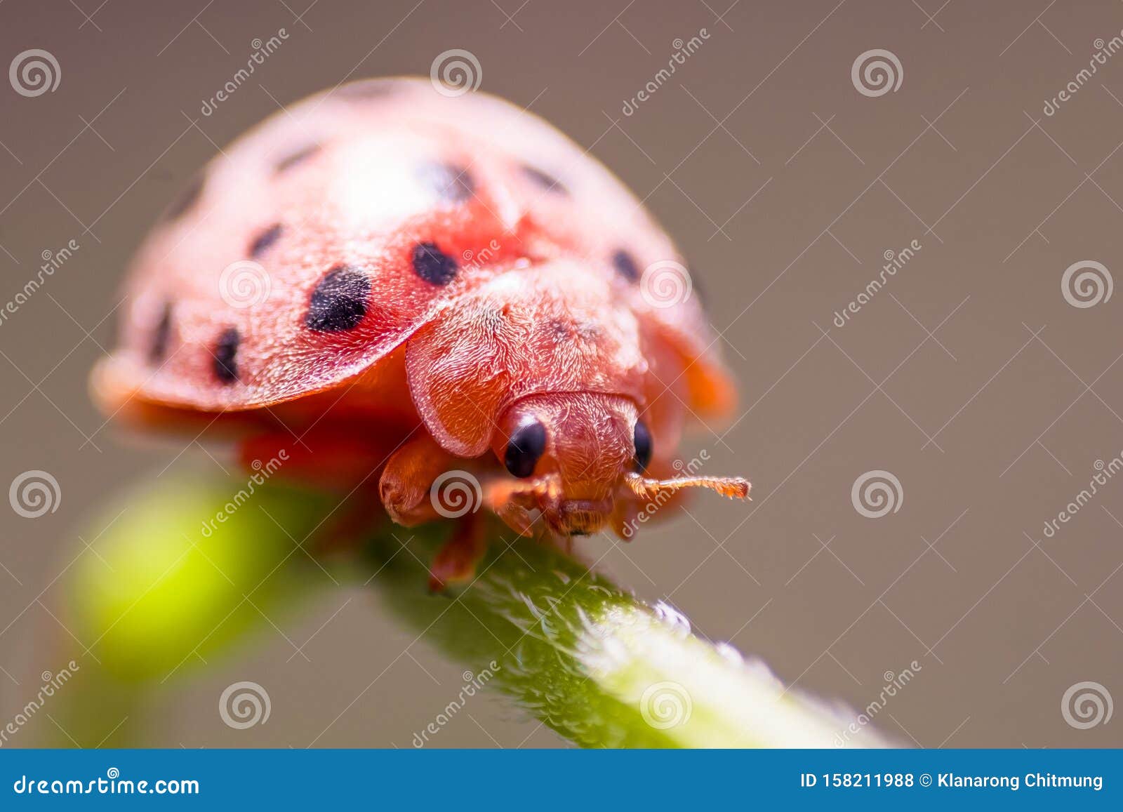 A Ladybug, Macro Photograph Stock Photo - Image of garden, microscopic ...