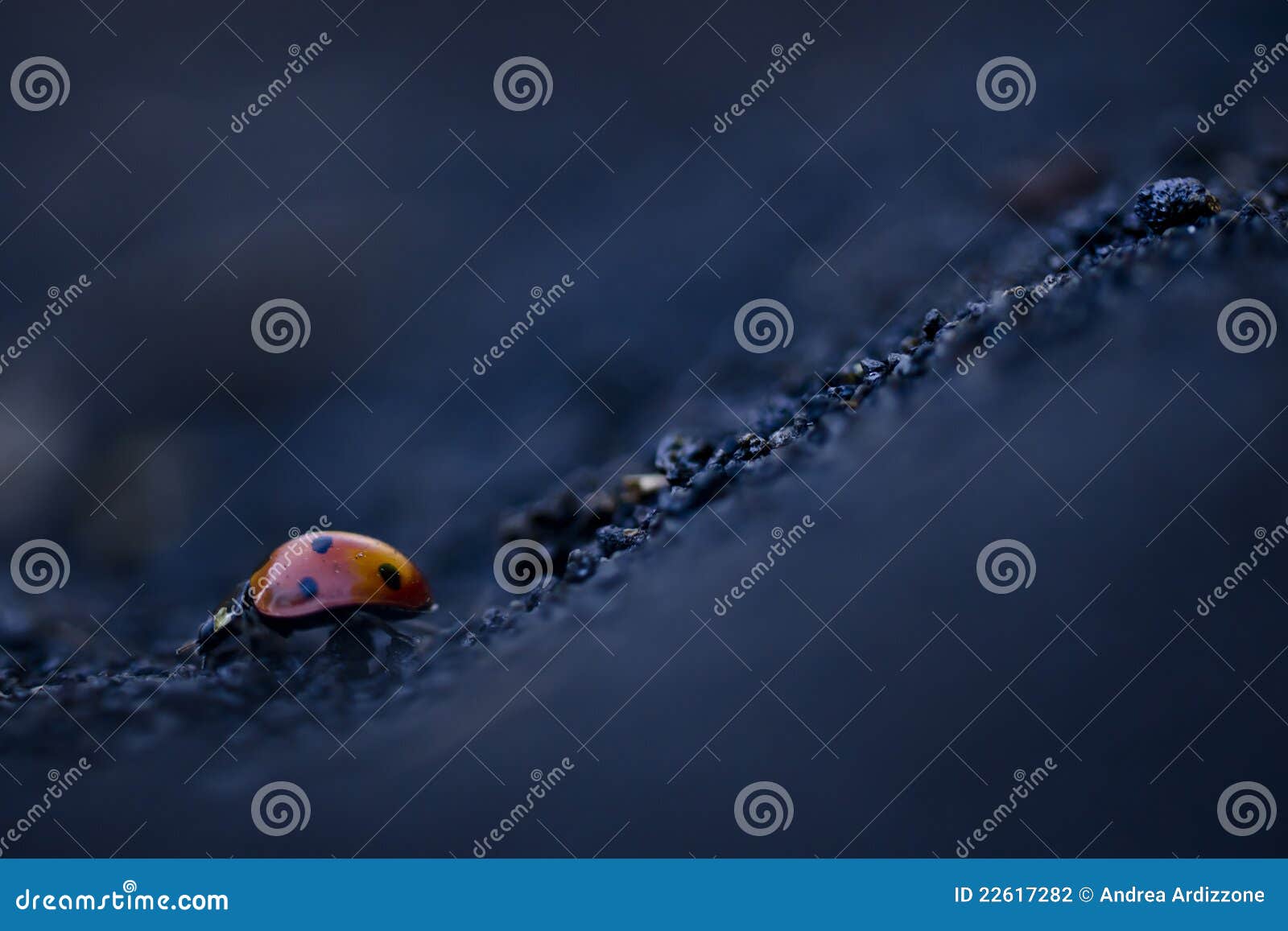 Ladybug Downhill road stock photo. Image of insect, leaving - 22617282