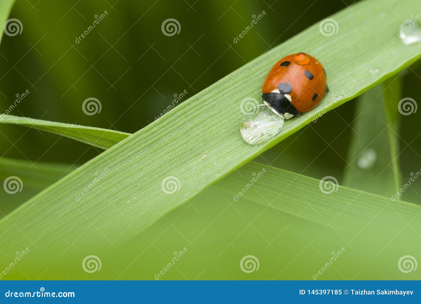 Ladybug Drinks Water from the Rain Drop Stock Image - Image of insect ...