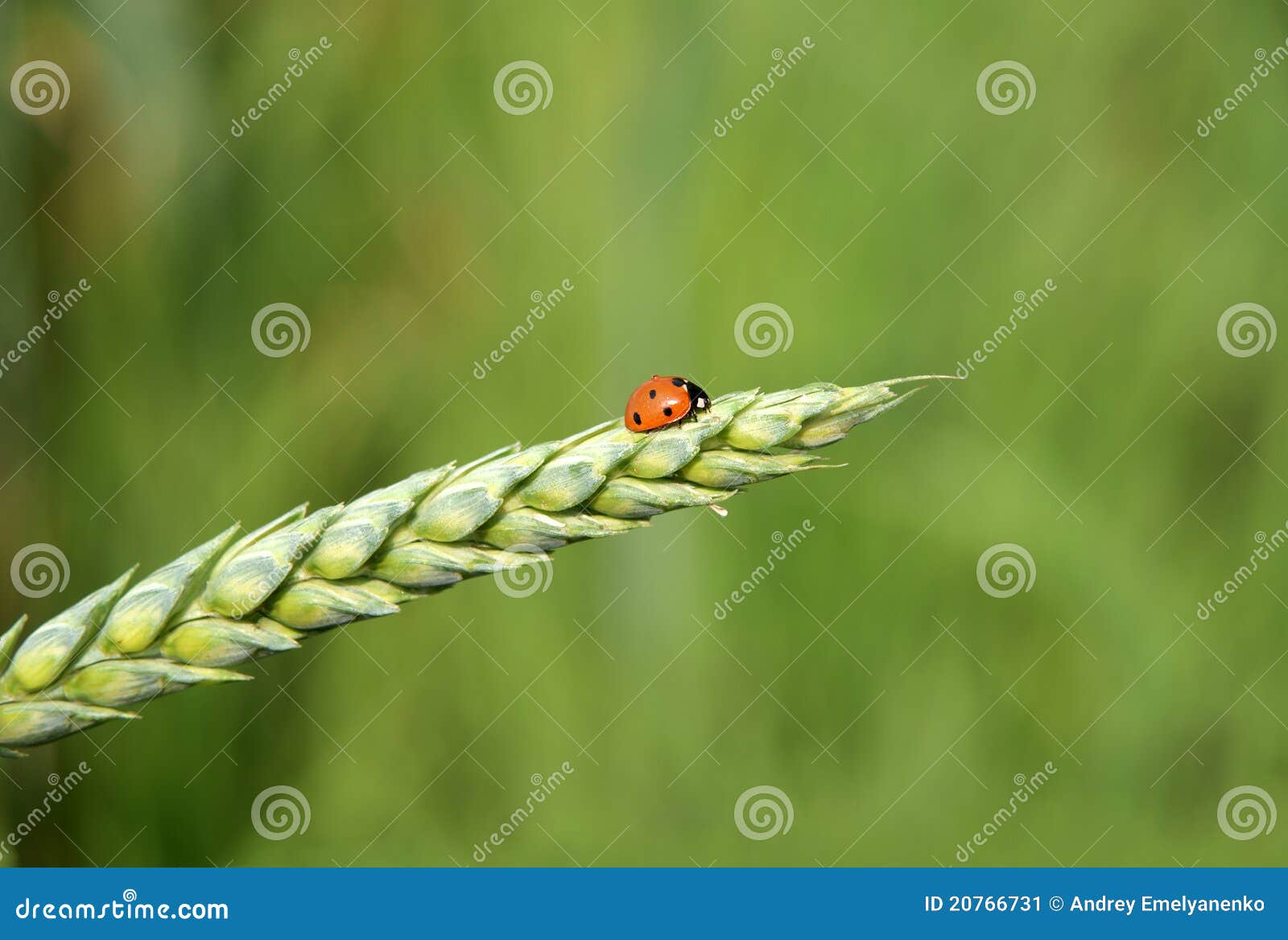 Ladybug on the ear stock image. Image of land, beautiful - 20766731