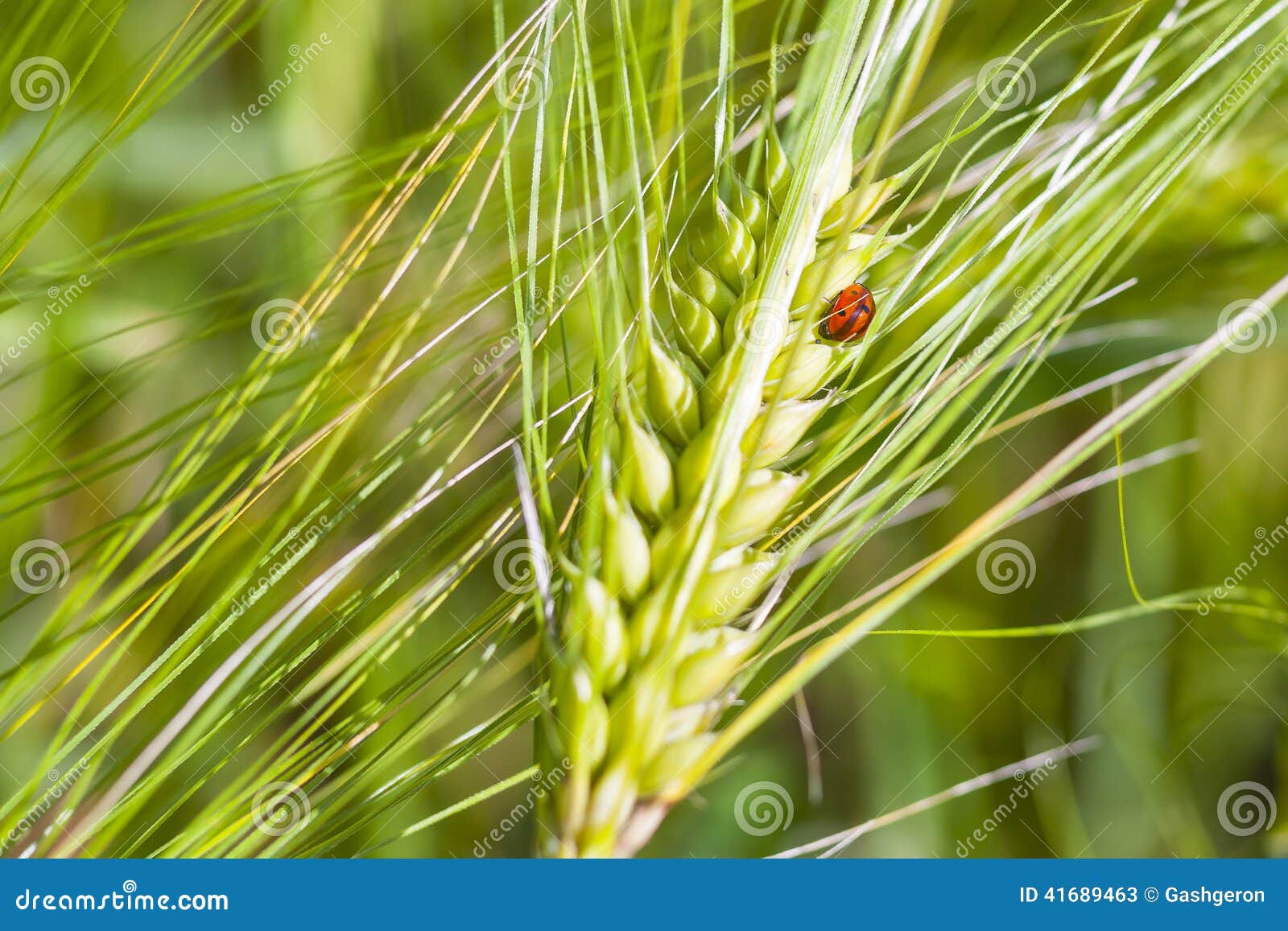 Ladybug on the ears. stock image. Image of ladybird, meadow - 41689463