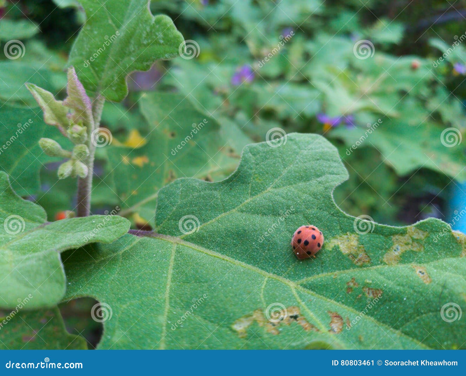 Ladybug stock image. Image of lady, leaf, dots, black - 80803461