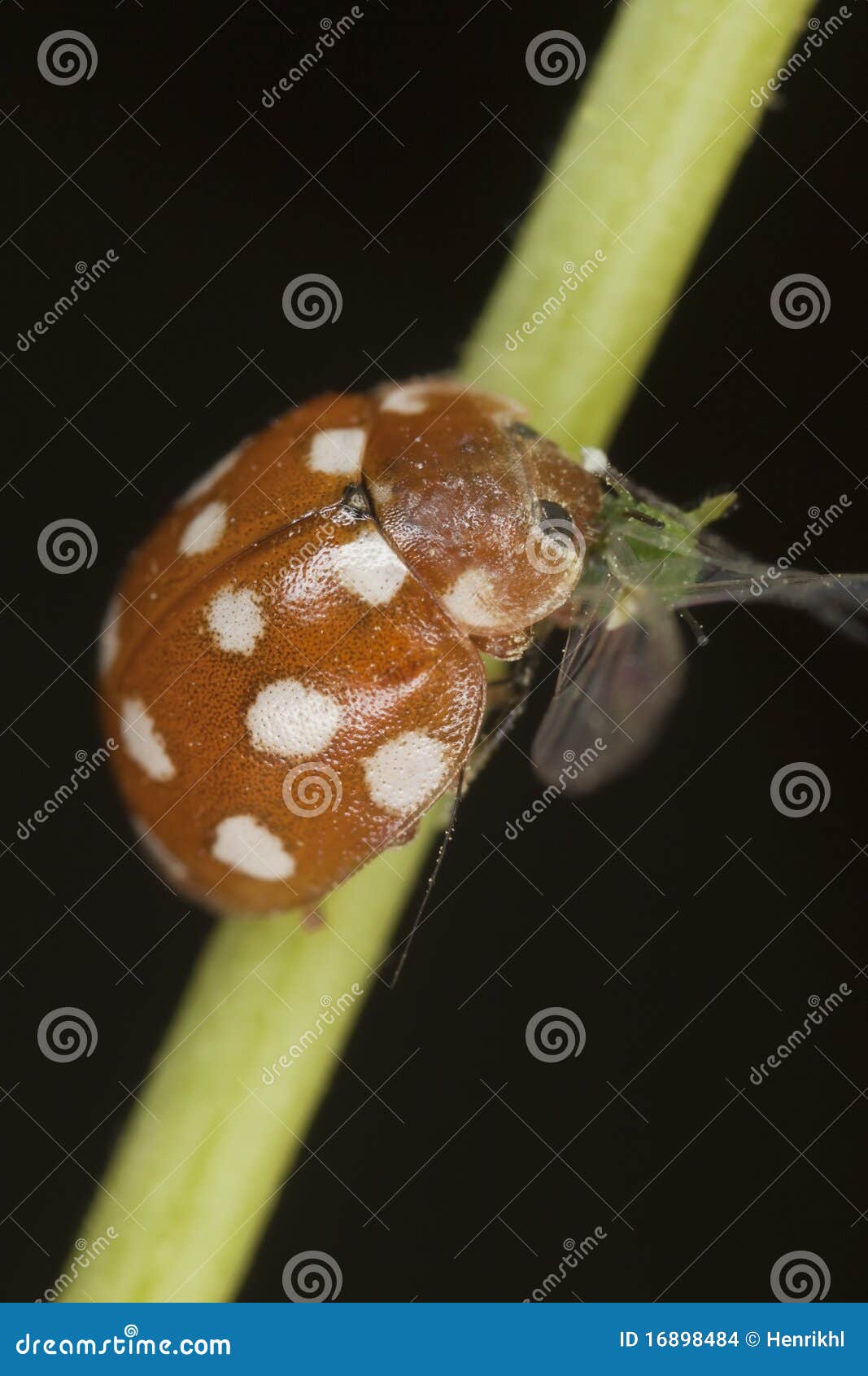 Ladybug eating aphid stock photo. Image of green, ladybug - 16898484
