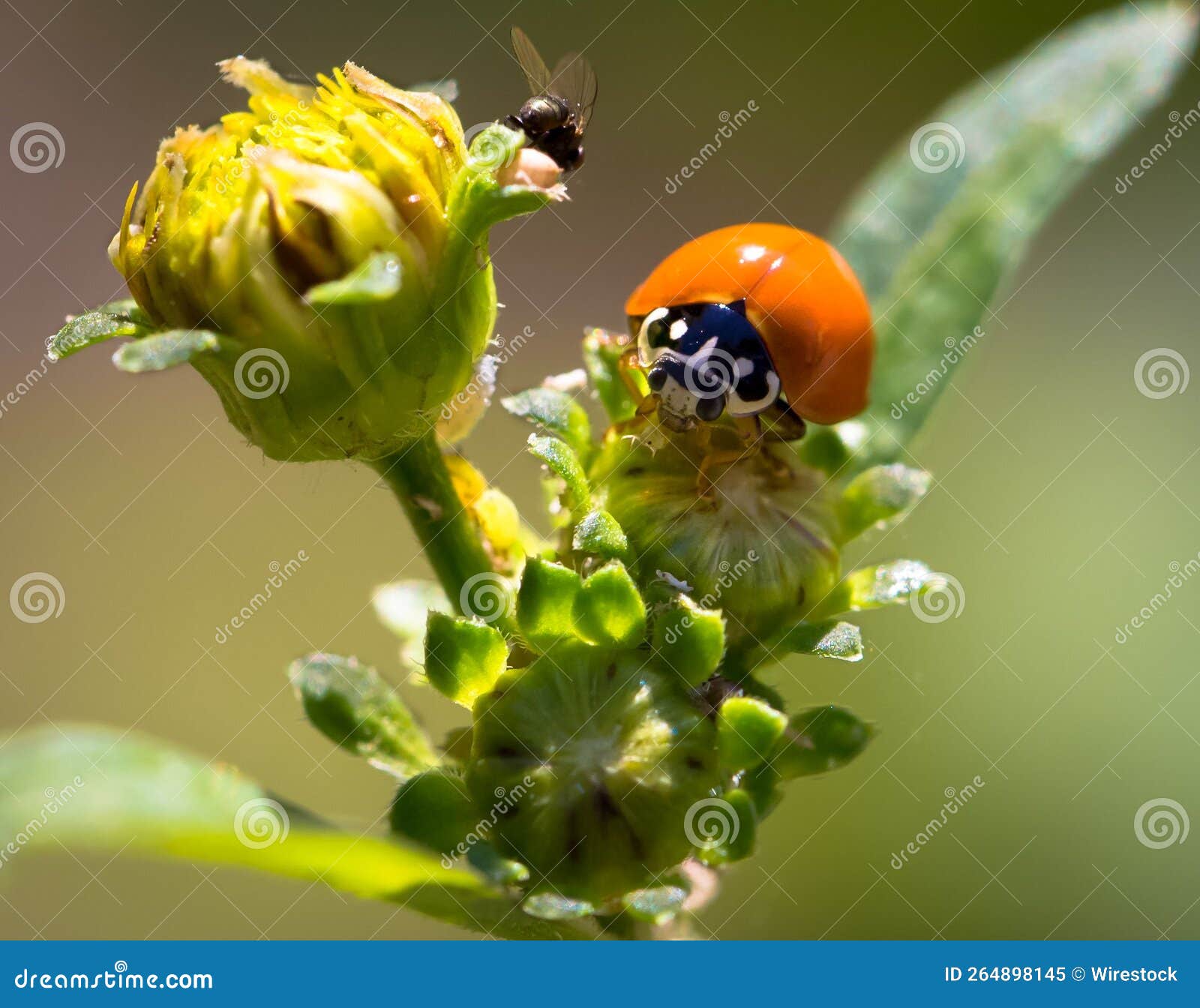 Ladybug Eating an Aphid Fly in the Garden Stock Image - Image of eating ...