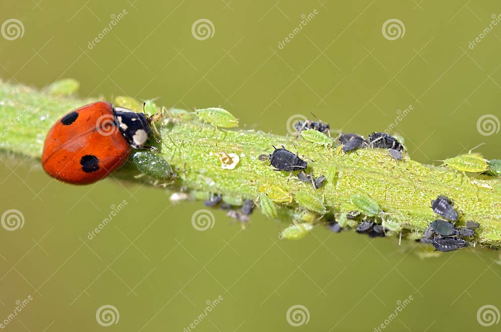 Ladybug eating aphids stock image. Image of coccineus - 24586065