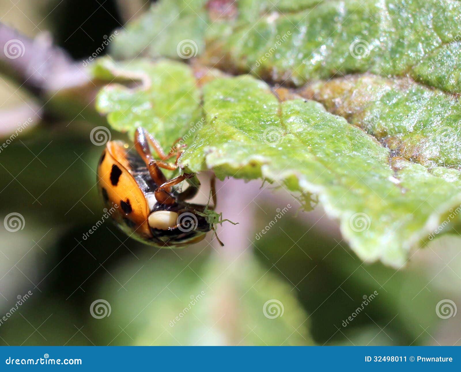 Ladybug Eating Aphids stock image. Image of wildlife - 32498011