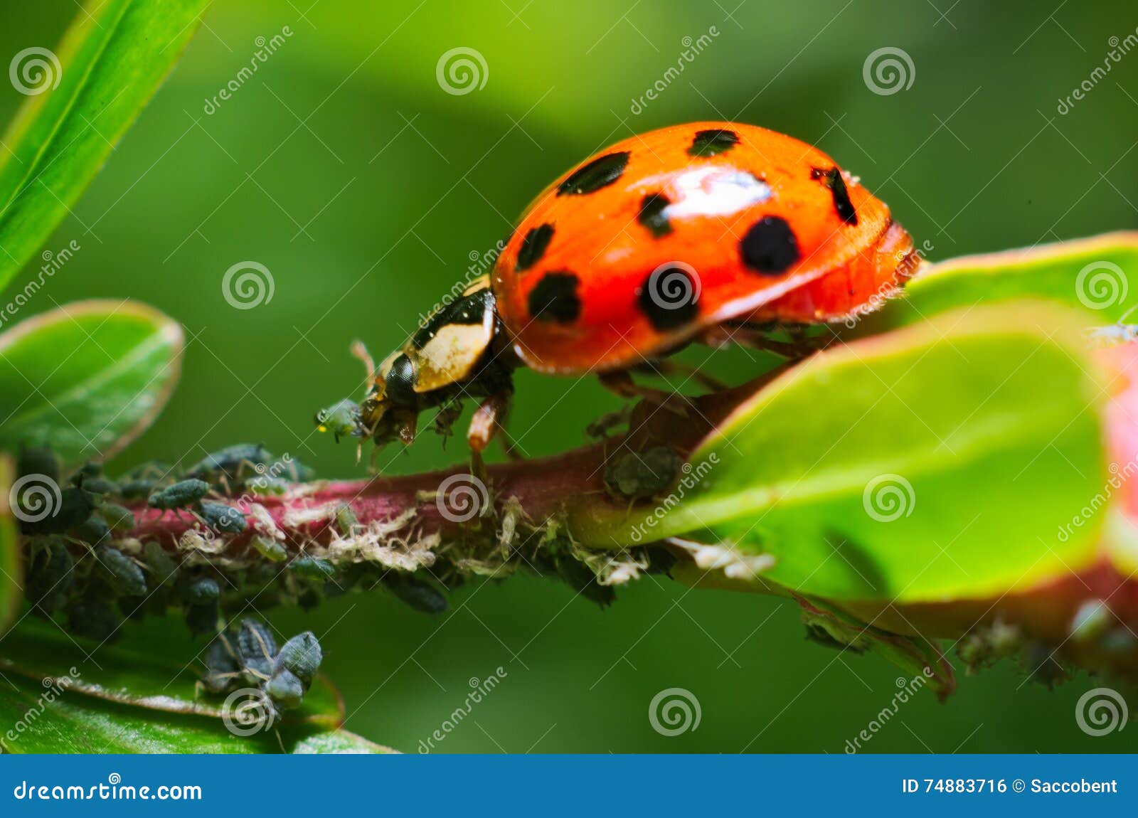 Ladybug Eating On A Leaf, Coccinellidae, Arthropoda, Coleoptera ...