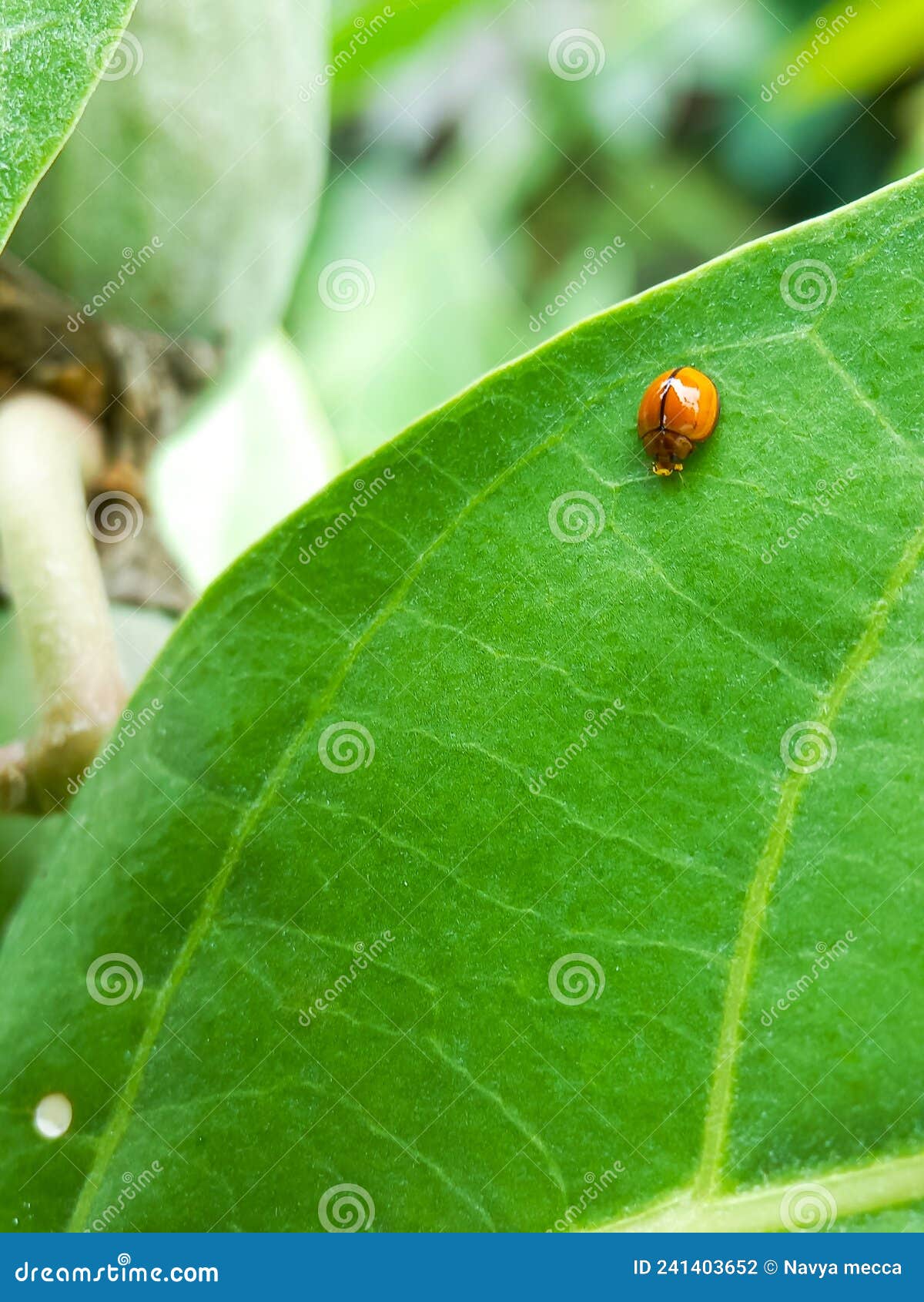 Ladybug Eating On A Leaf, Coccinellidae, Arthropoda, Coleoptera ...