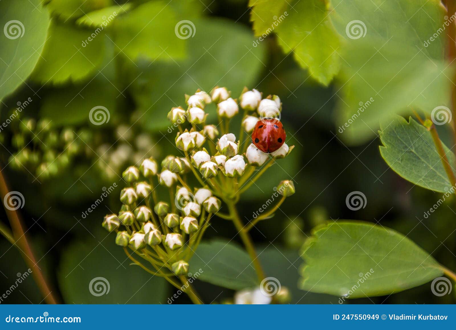 Ladybug Eats Nectar on a Spring Flower Stock Image - Image of branch ...