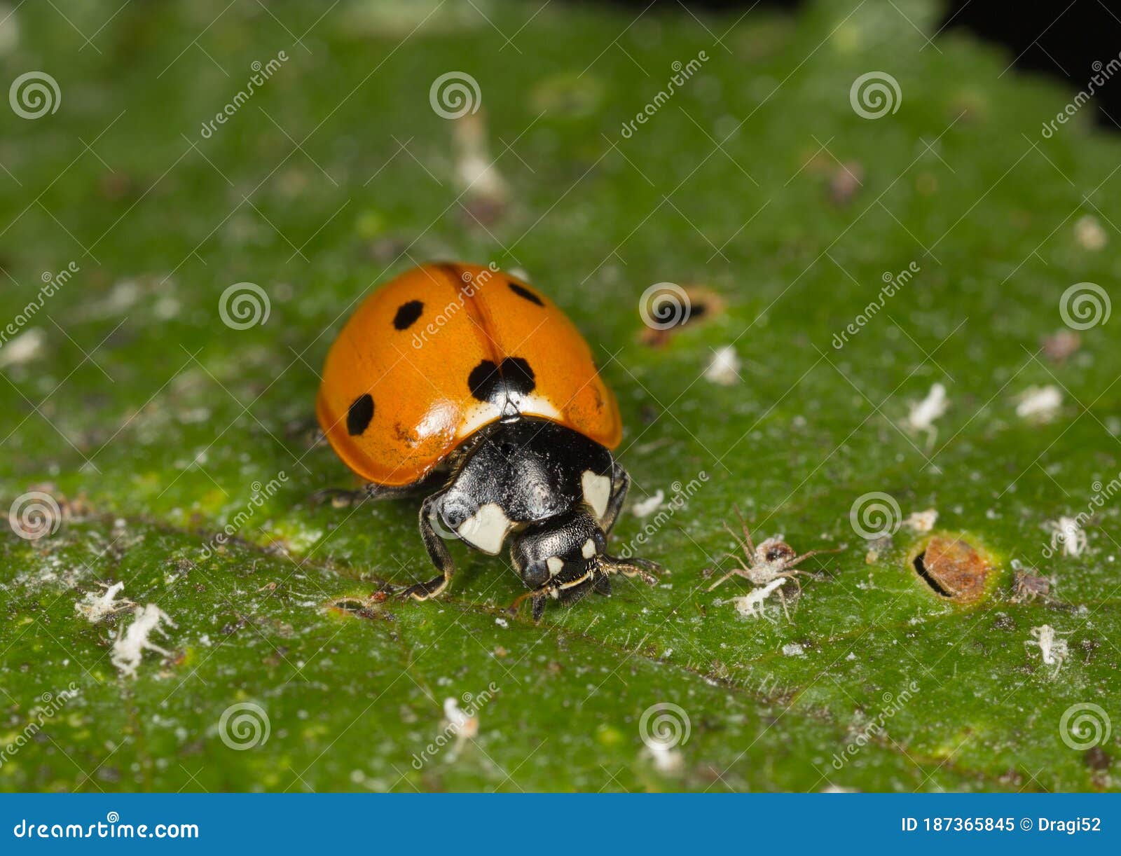 Ladybug eats plant stock image. Image of beetle, wilderness - 187365845