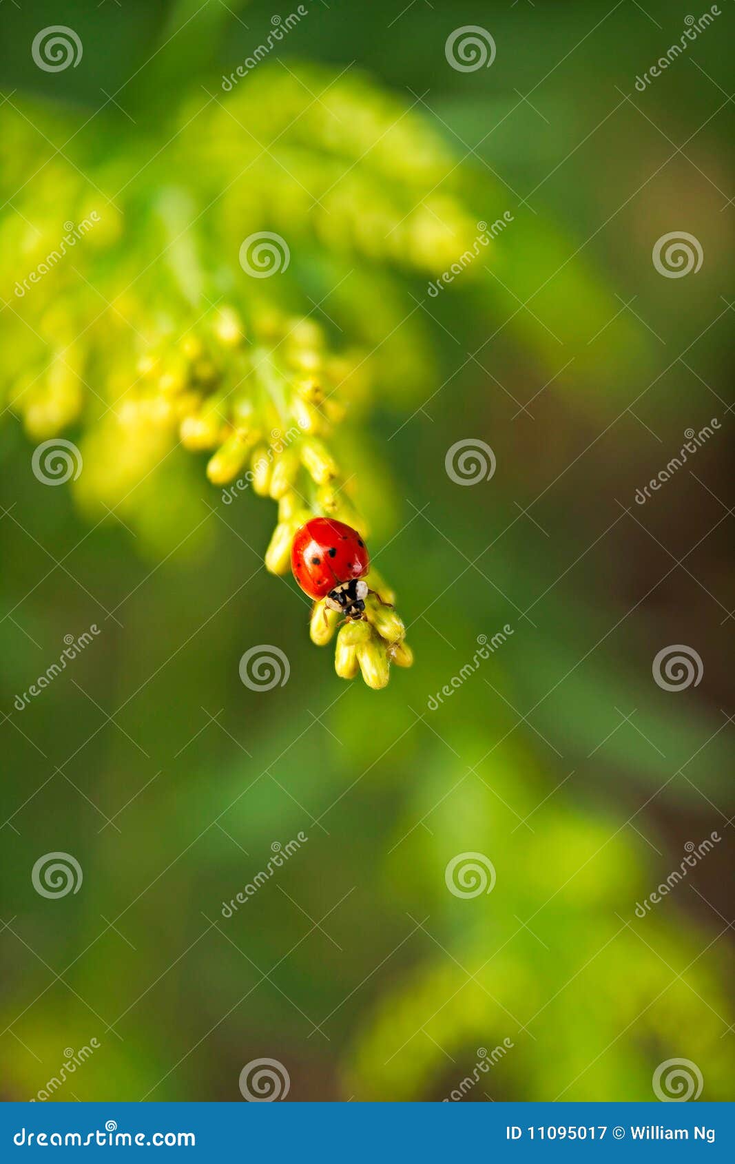 Ladybug on the edge stock image. Image of macro, outside - 11095017