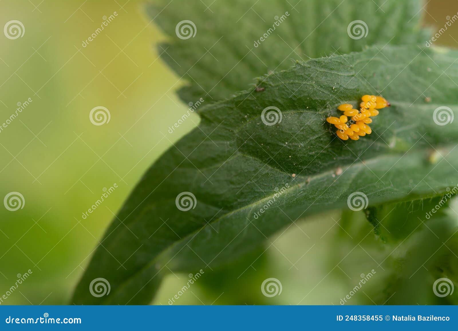 Ladybug Eggs Attached To a Leaf. a Batch of Yellow Ladybug Eggs ...