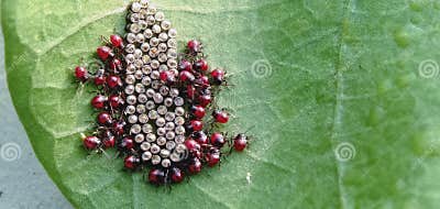 Ladybug eggs hatch stock image. Image of ladybug, berry - 182810957
