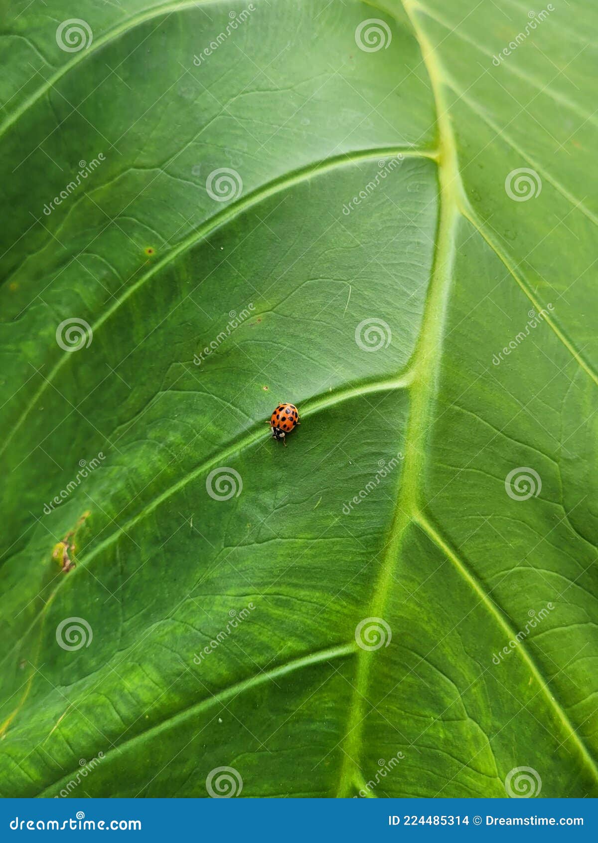 Ladybug, Elephant Ears, Orange Stock Photo - Image of nature, leaf ...