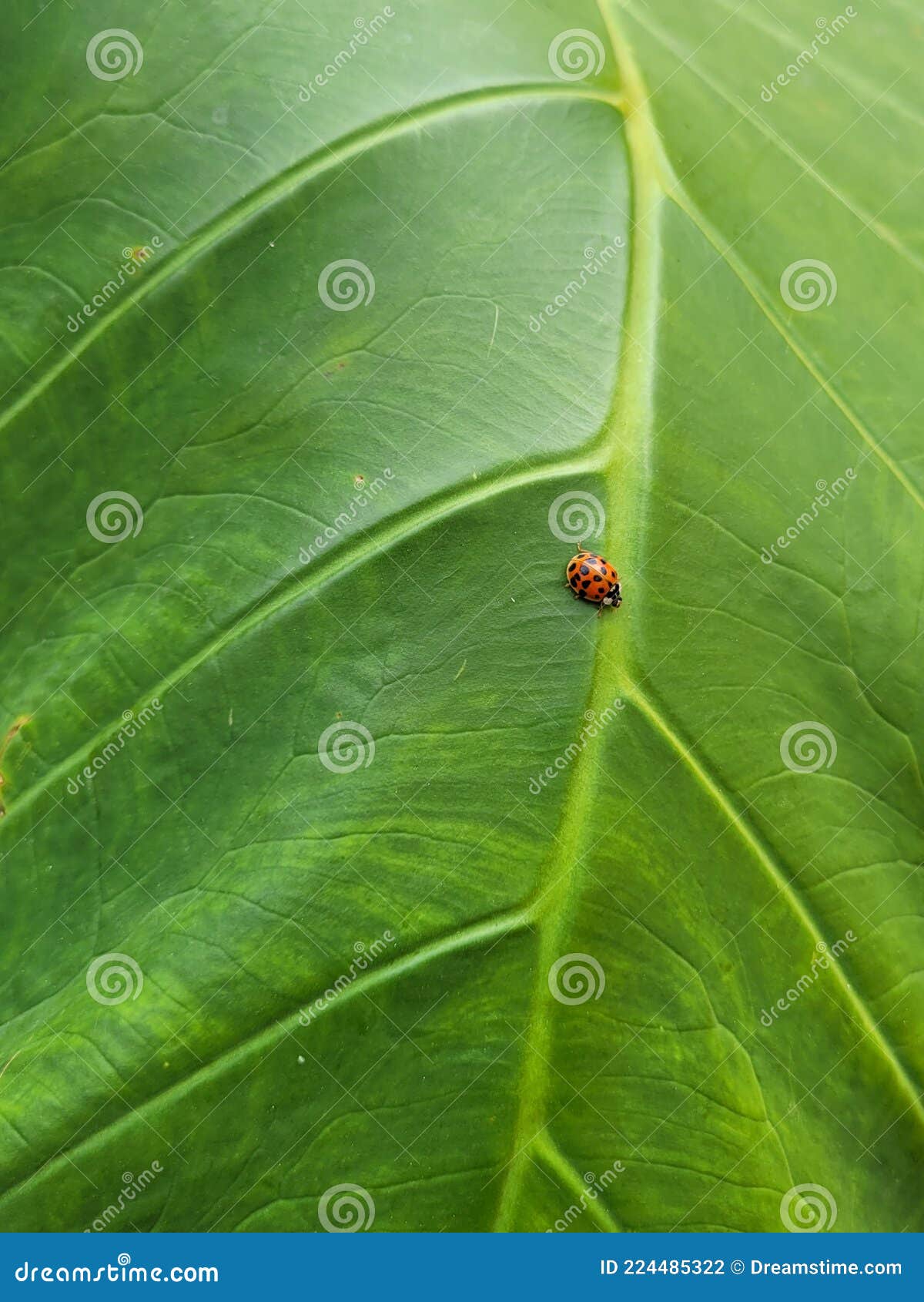 Ladybug, Elephant Ears, Orange Stock Photo - Image of nature, flower ...