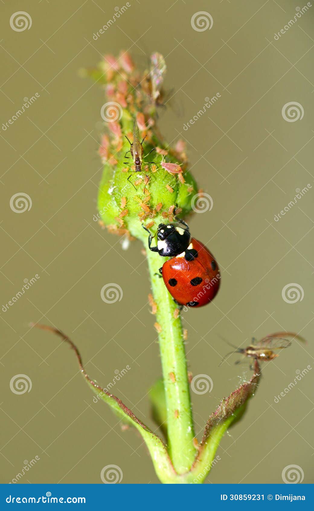 Ladybug-enemy of the aphid stock image. Image of control - 30859231