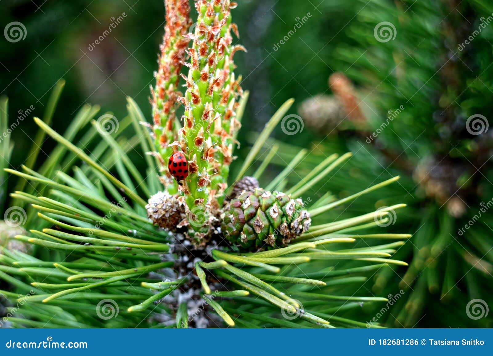 Ladybug Explores New Pine Inflorescence Stock Photo - Image of garden ...